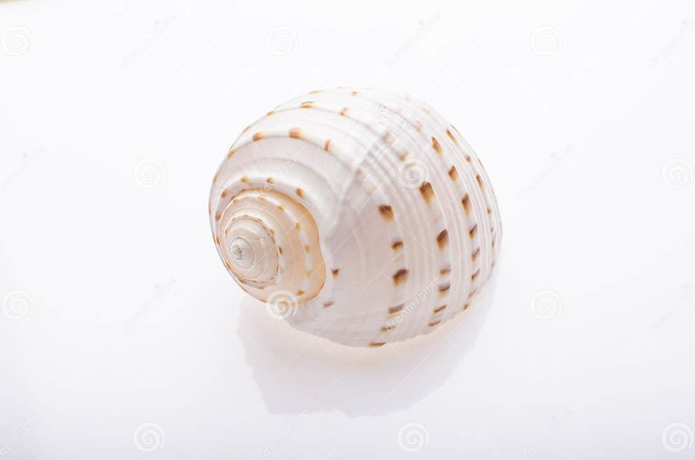 Seashell on White Background Stock Photo - Image of color, studio: 97069328