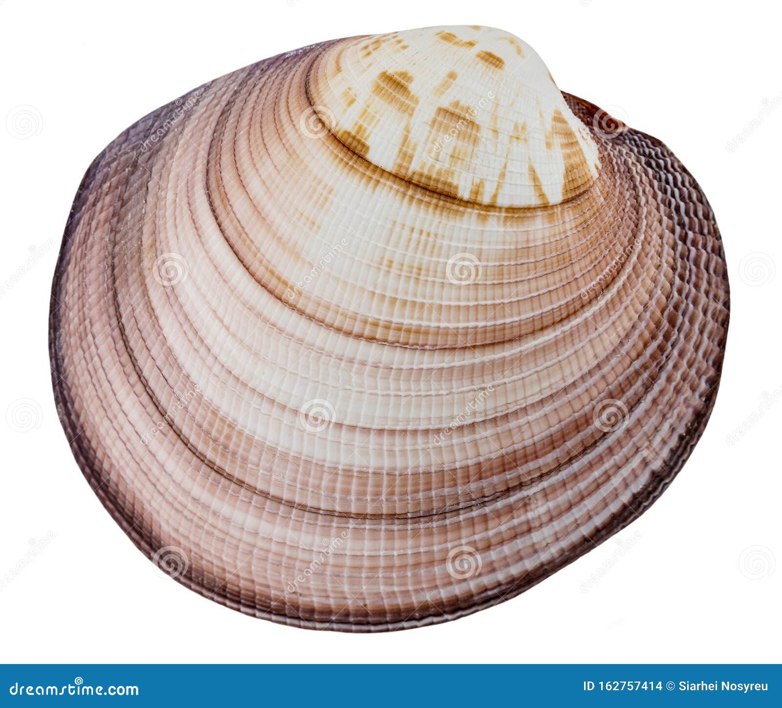 Seashell on a White Background Stock Photo - Image of conch, object ...