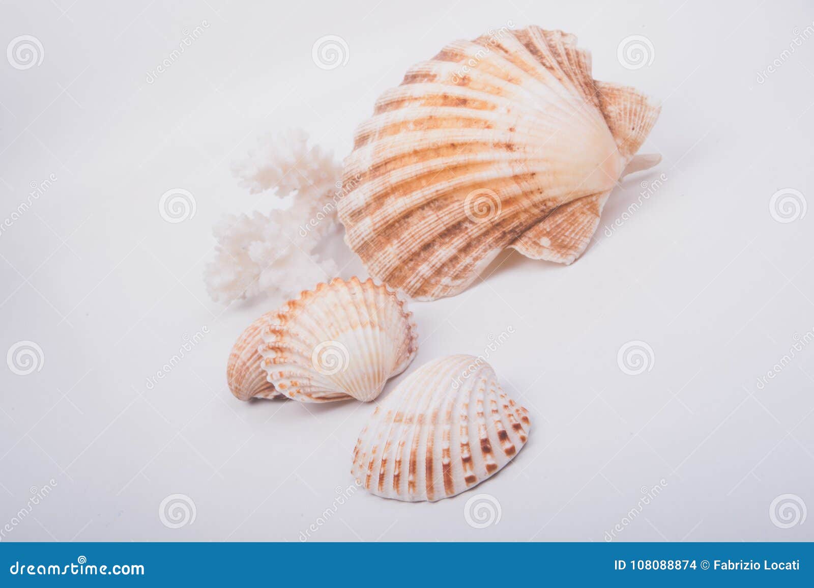Seashell on a White Background Stock Photo - Image of aquatic, ocean ...