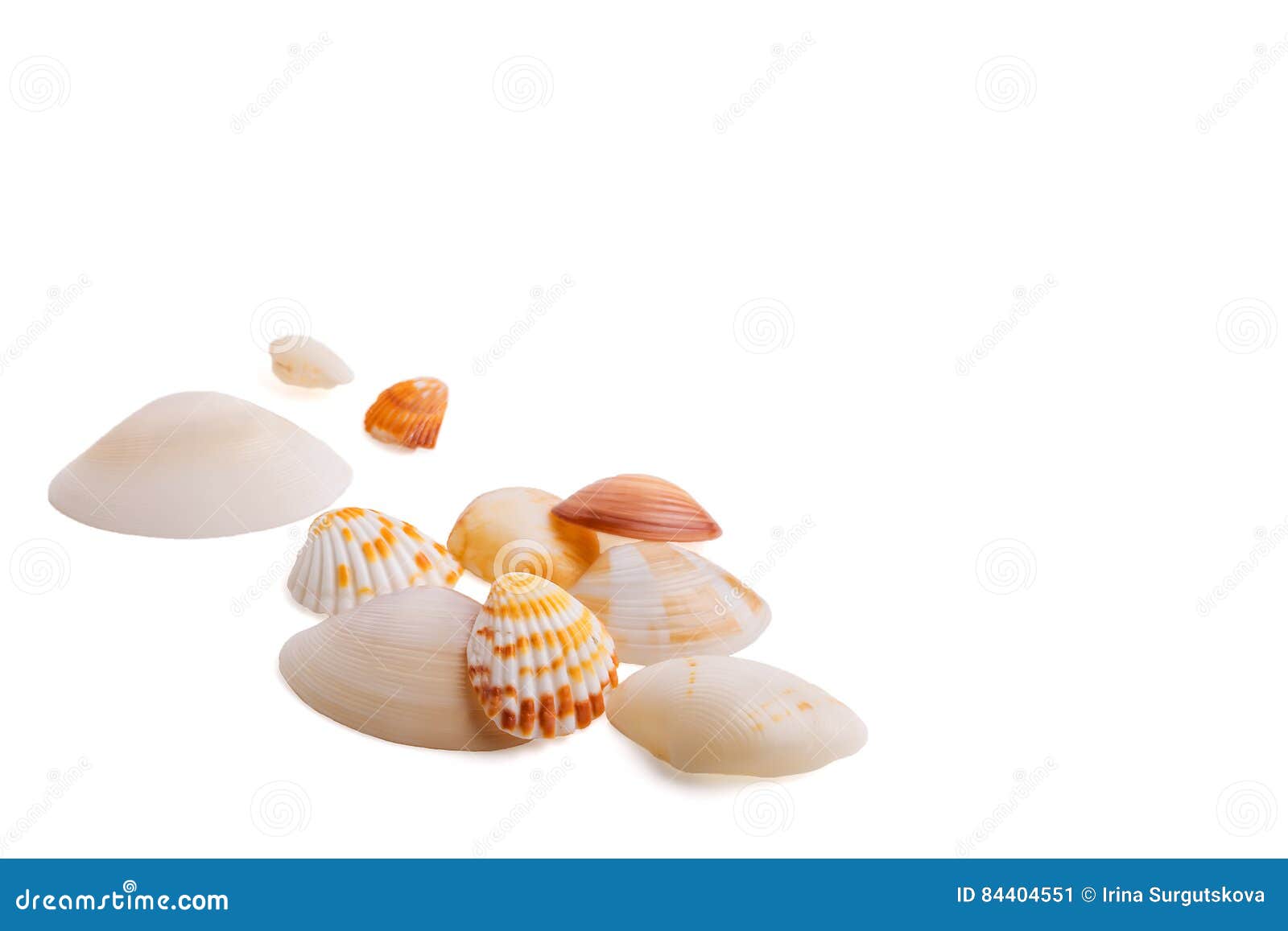 Seashell on White Background Stock Image - Image of beauty, white: 84404551