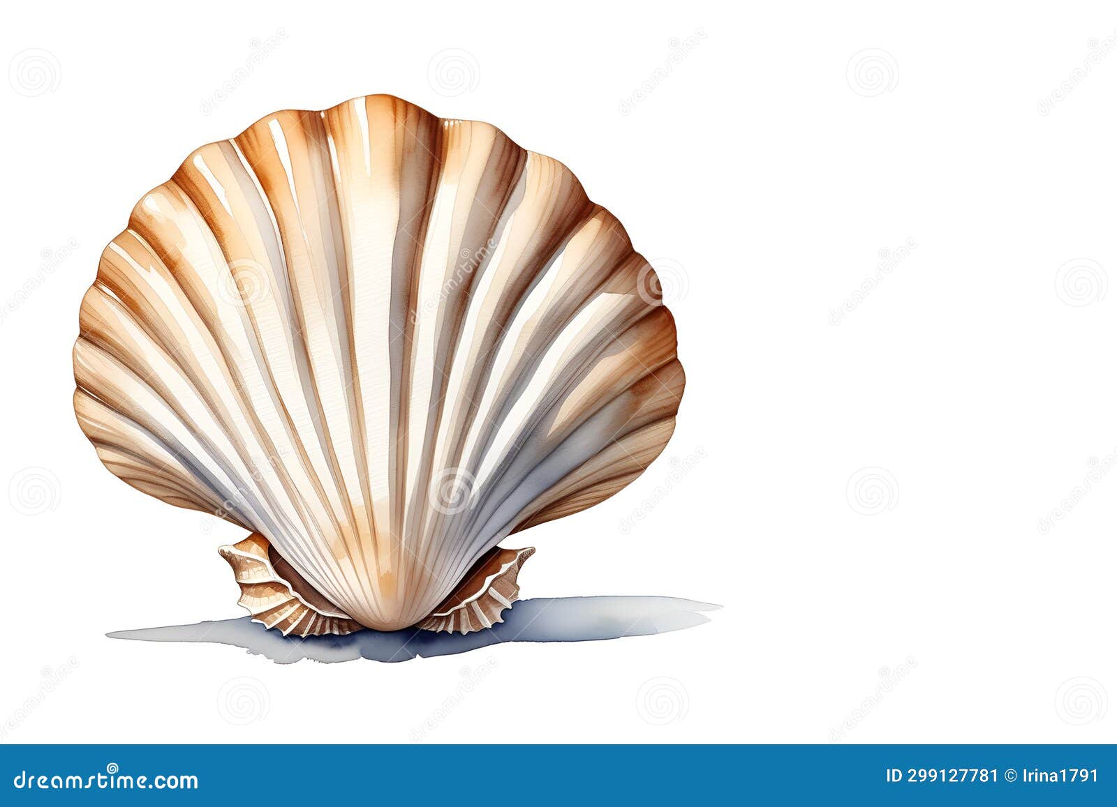 Seashell on a White Background Stock Illustration - Illustration of ...