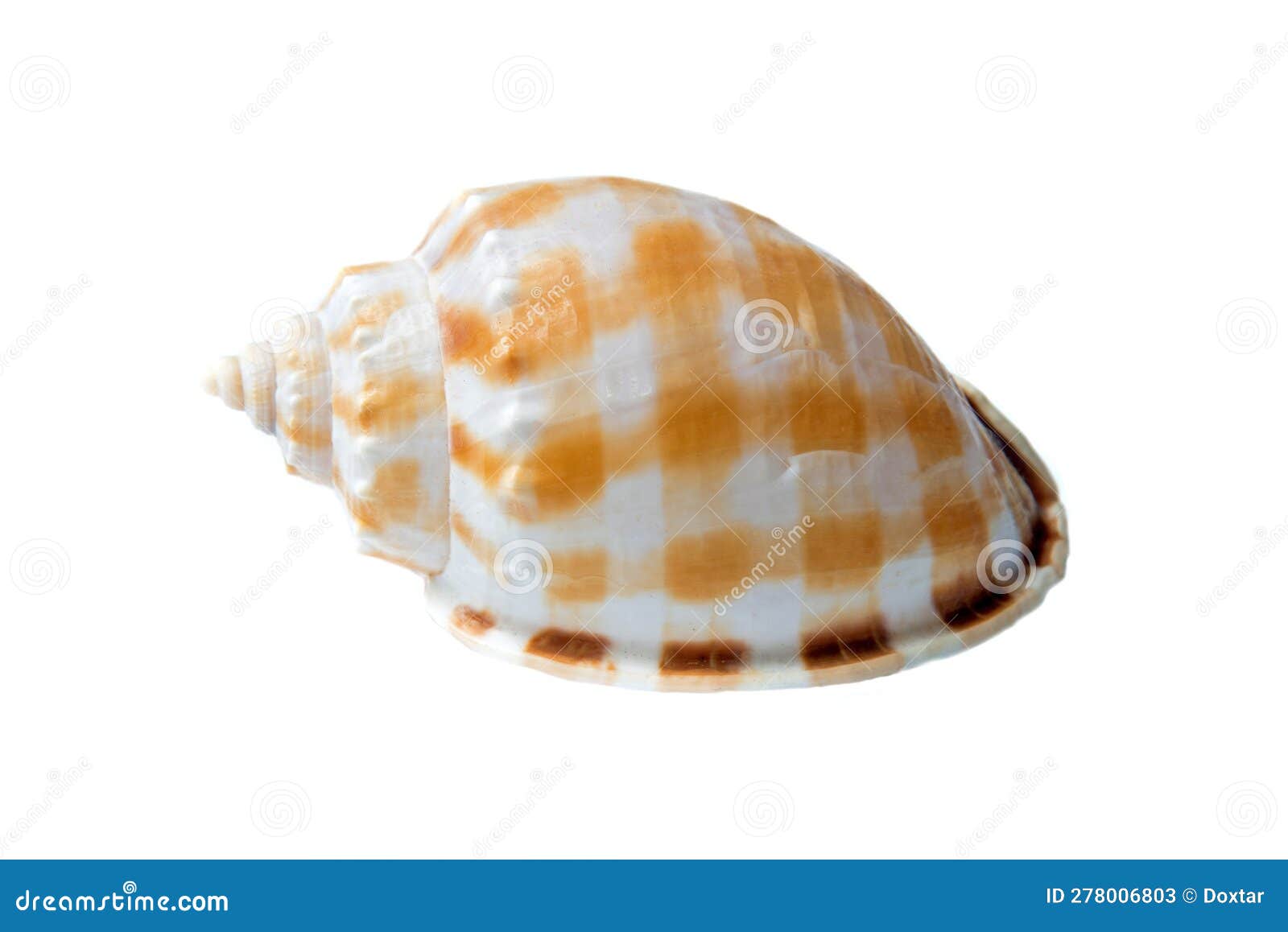 Seashell on White Background Stock Image - Image of conch, seashell ...