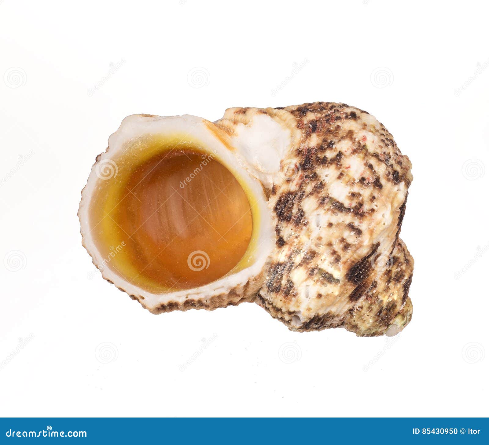 Seashell on White Background Stock Photo - Image of calcium, fauna ...