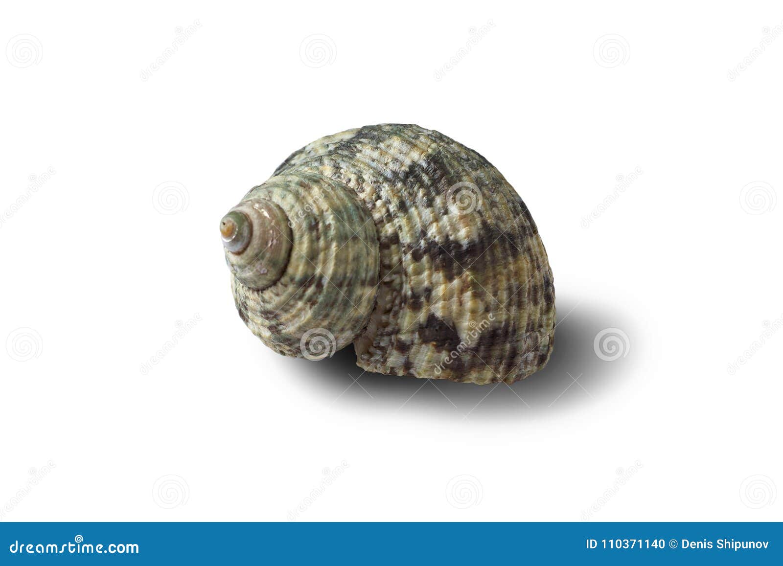 Seashell on a White Background. Stock Photo - Image of background ...