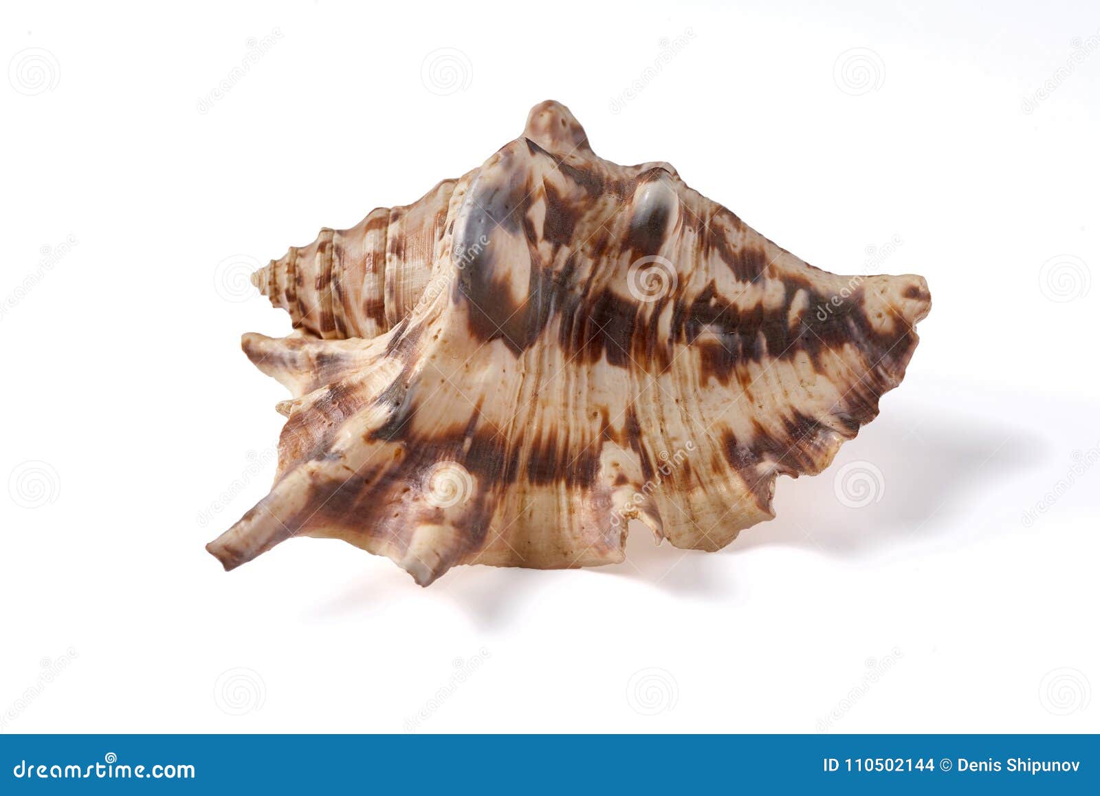 Seashell on a White Background. Stock Photo - Image of marine, macro ...