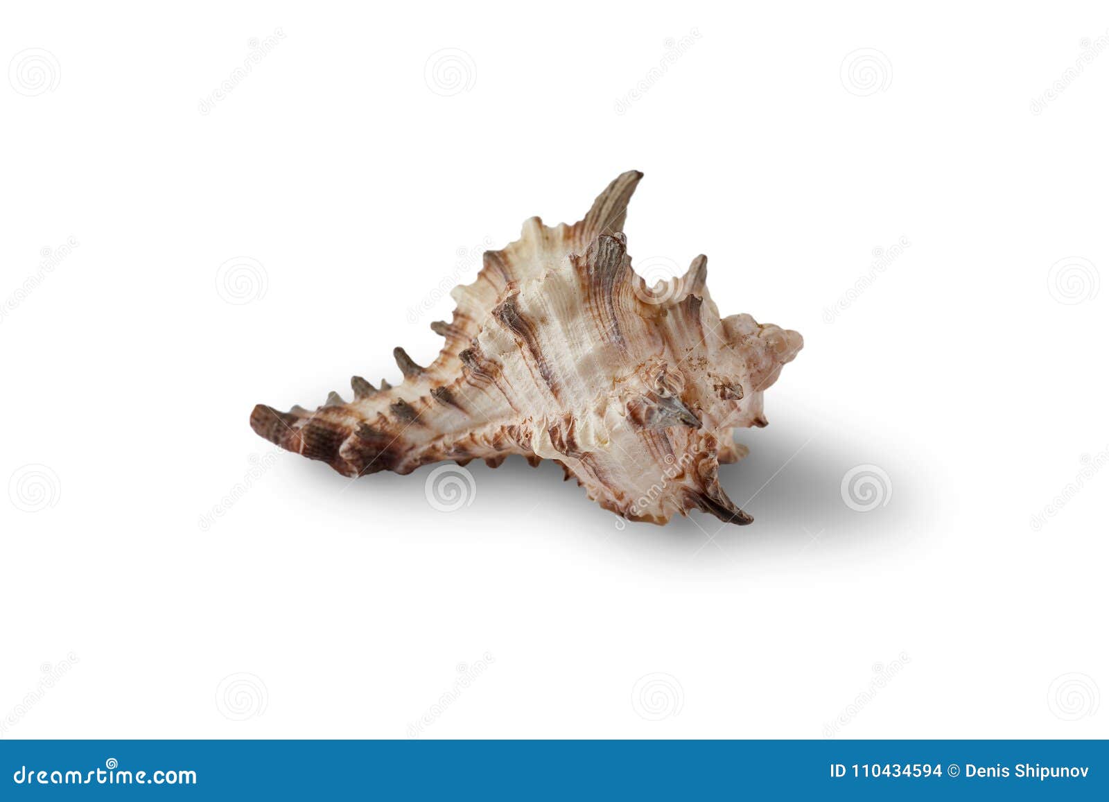 Seashell Isolated on a White Background. Stock Photo - Image of ...