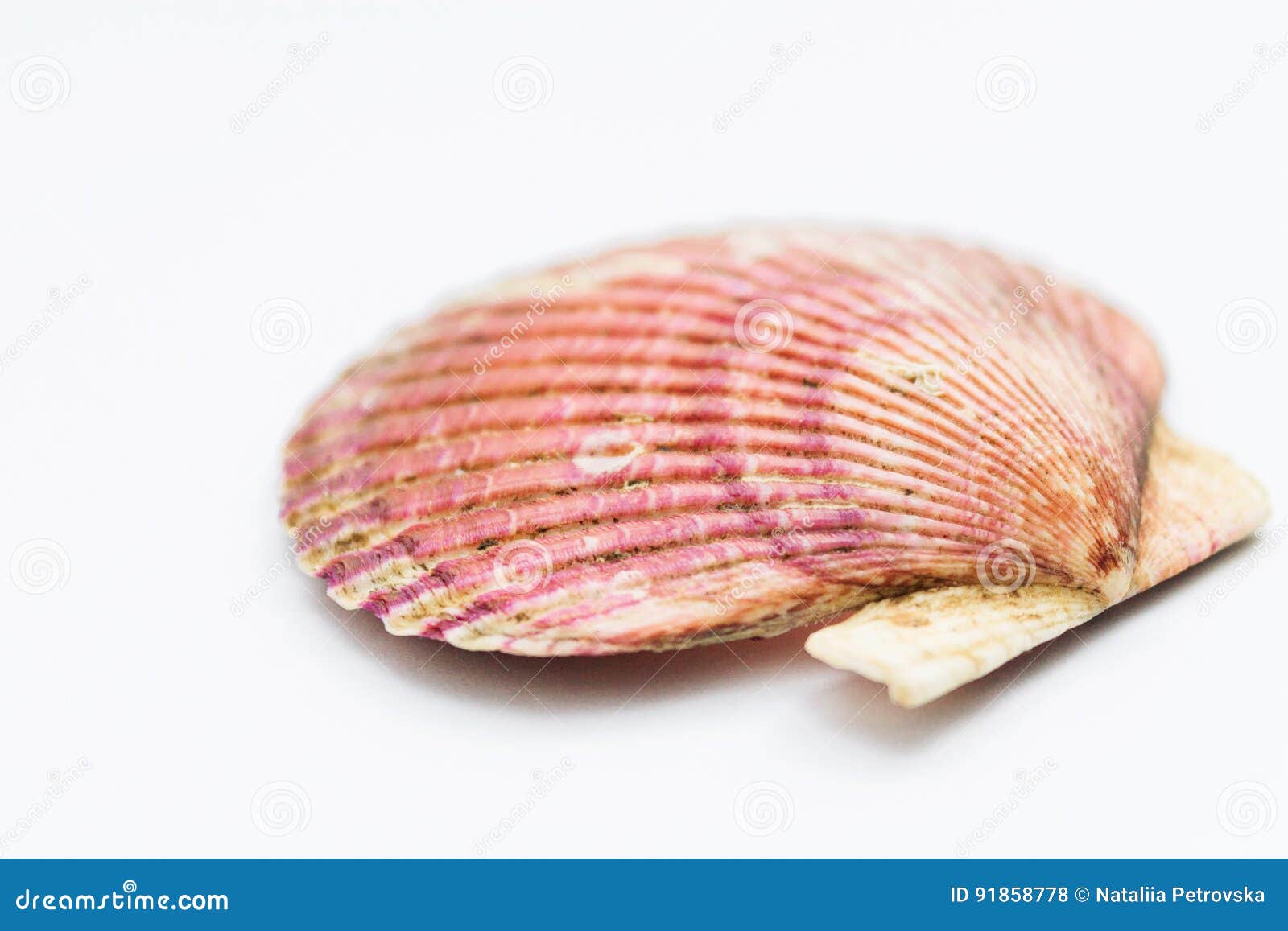Seashell on White Background Stock Photo - Image of crustacean ...