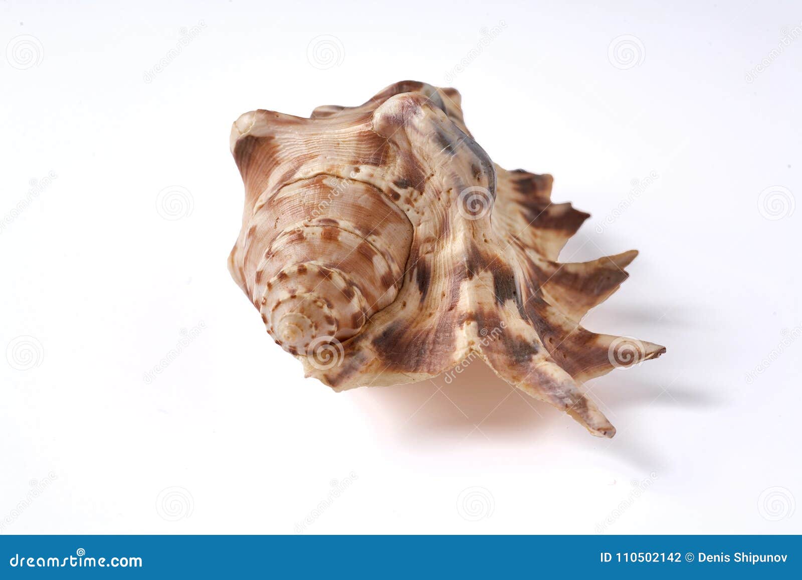 Seashell on a White Background. Stock Photo - Image of circle, closeup ...