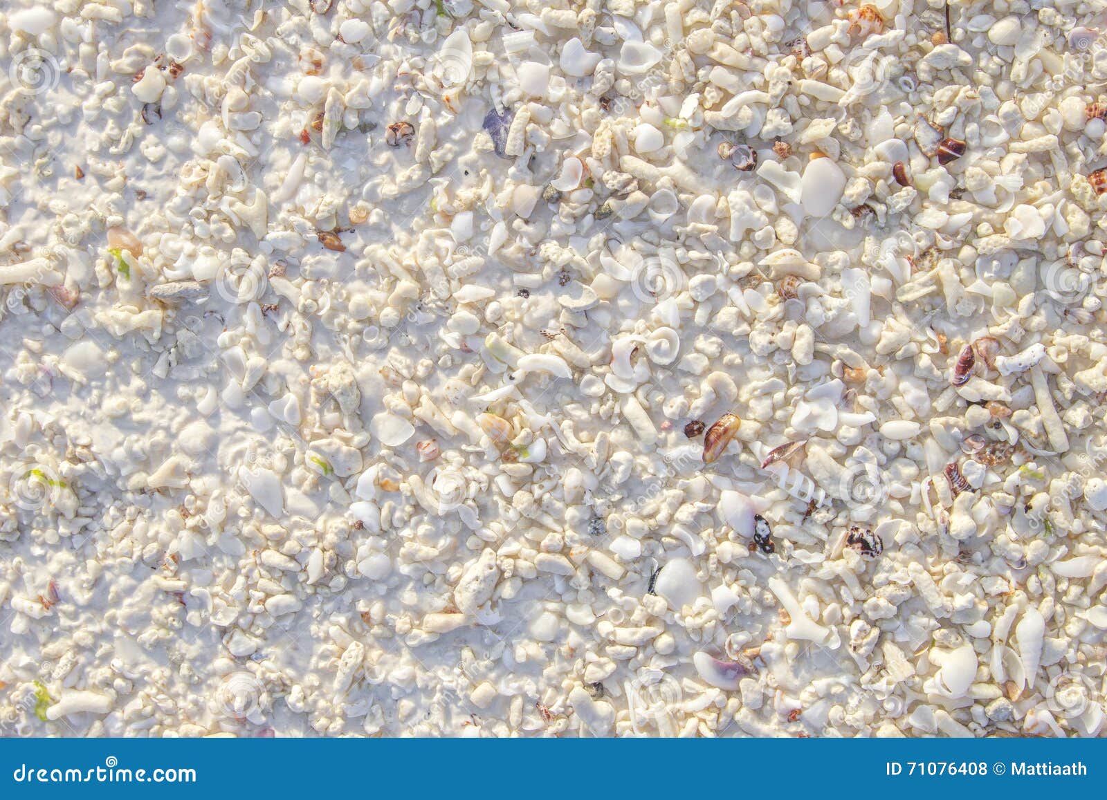 Seashell White Beach Background Stock Photo - Image of stranded ...