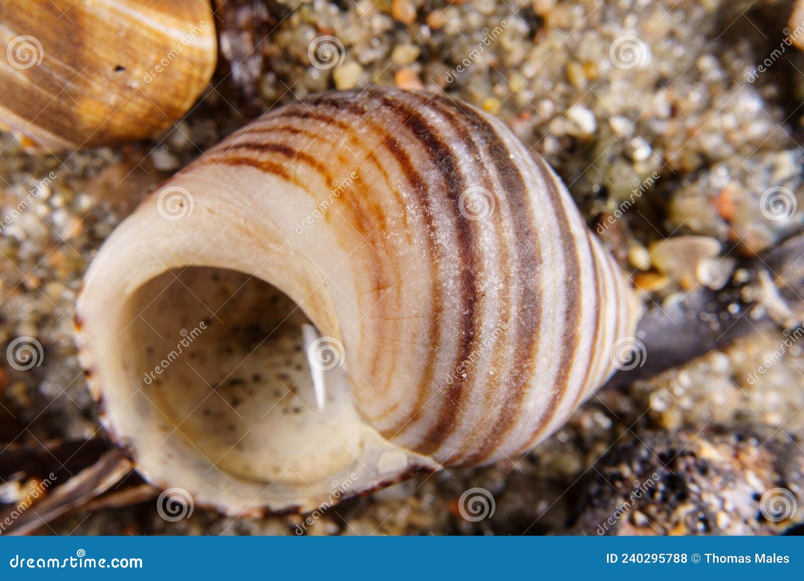 Seashell stock photo. Image of oceanic, beach, ornament - 240295788