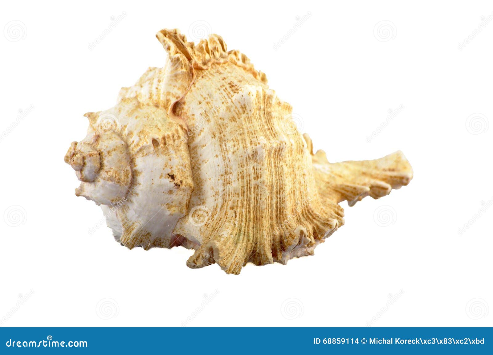 Seashell on white stock photo. Image of seashell, real - 68859114
