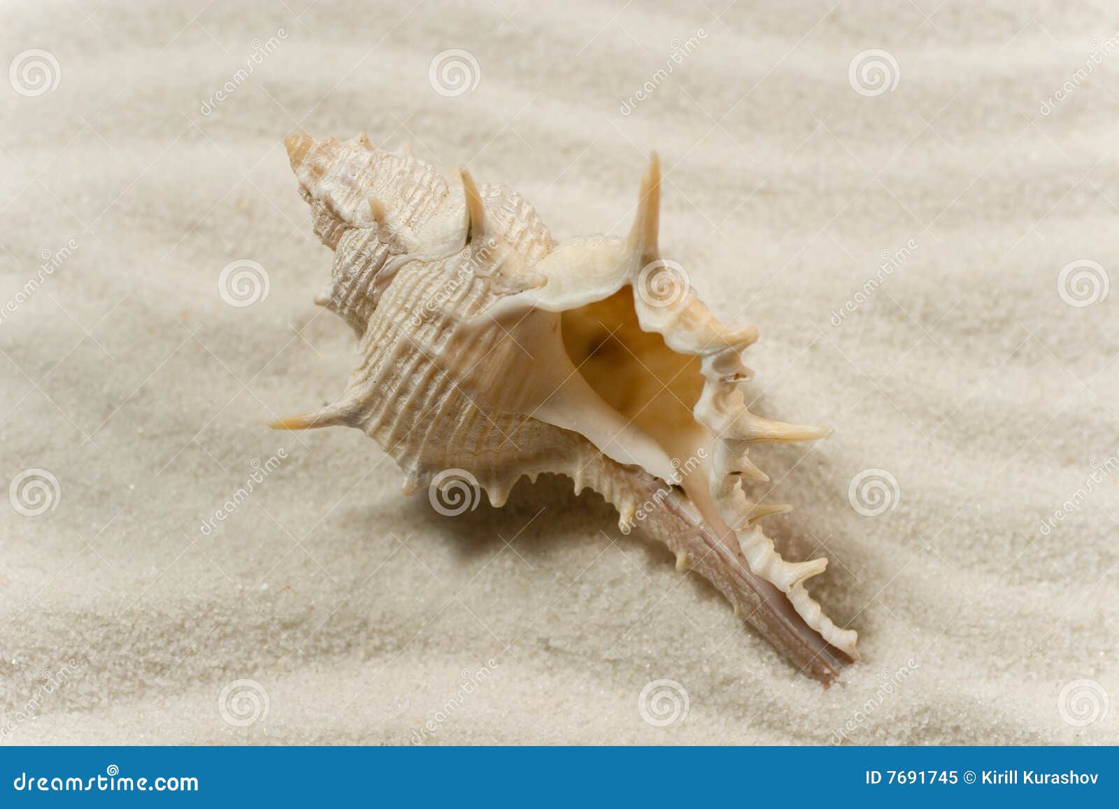Seashell on the white sand stock image. Image of coast - 7691745