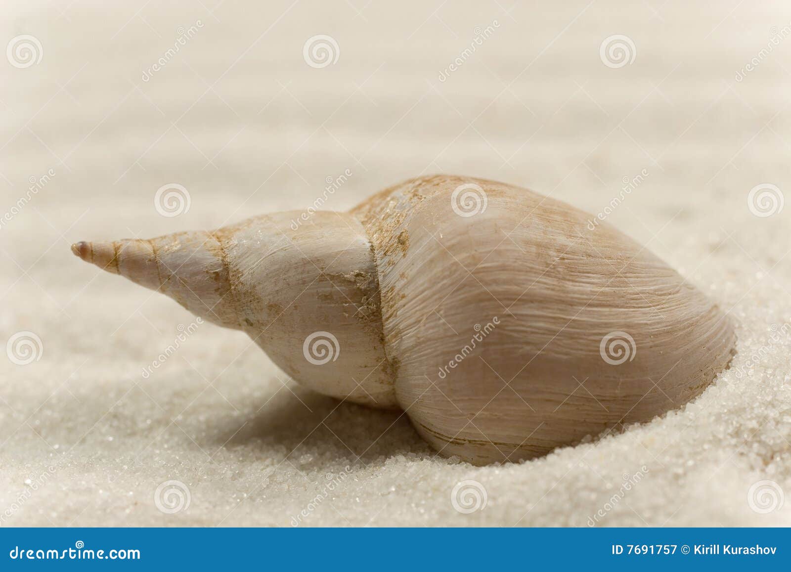 Seashell on the white sand stock image. Image of travel - 7691757