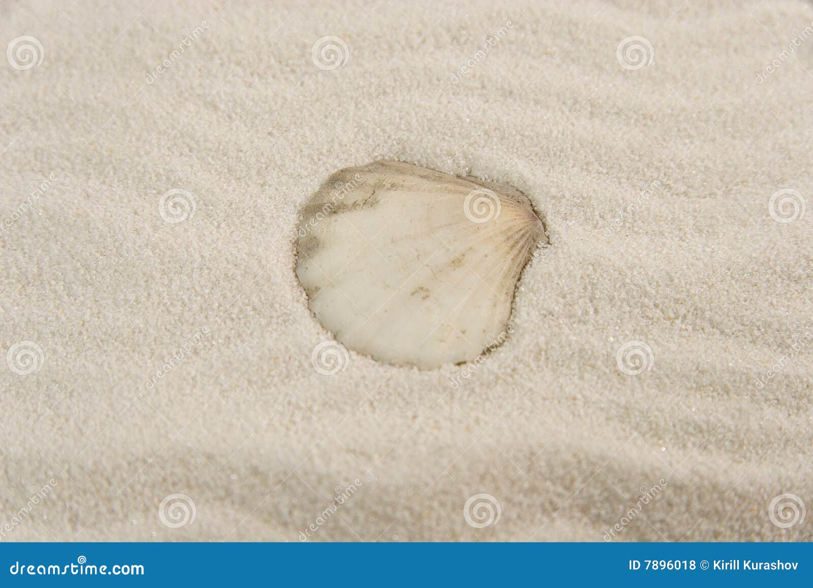 Seashell on the white sand stock photo. Image of shell - 7896018