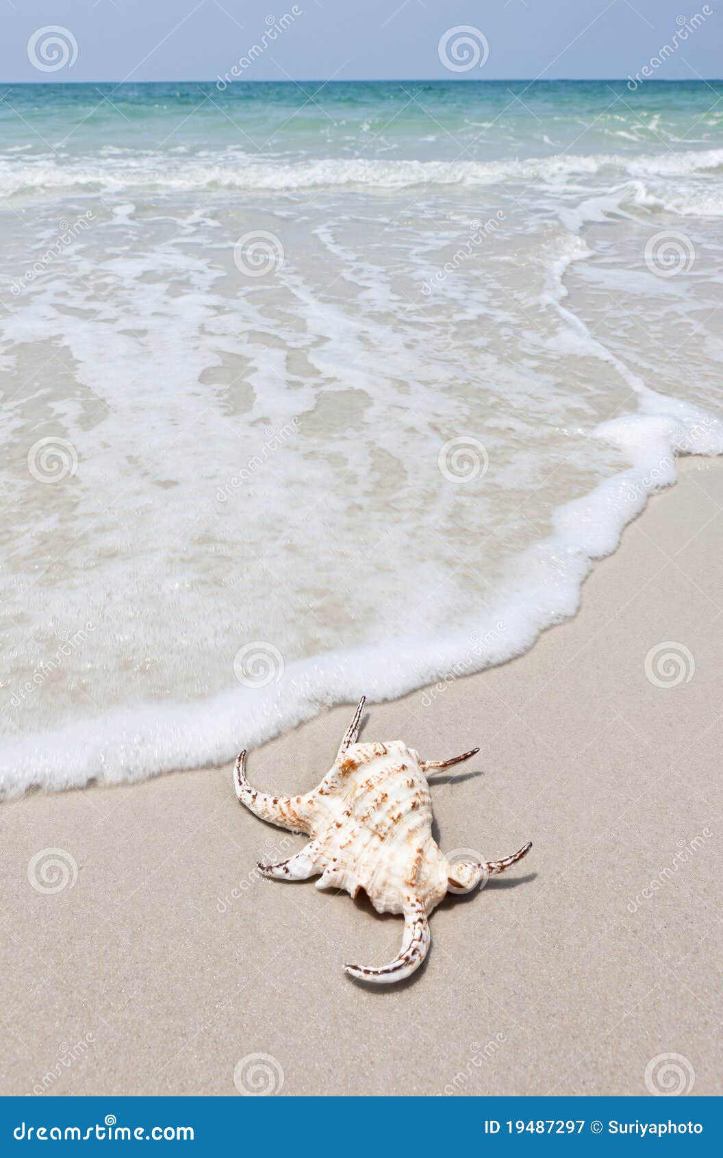 Seashell on White Sand Beach Stock Image - Image of ocean, bubble: 19487297