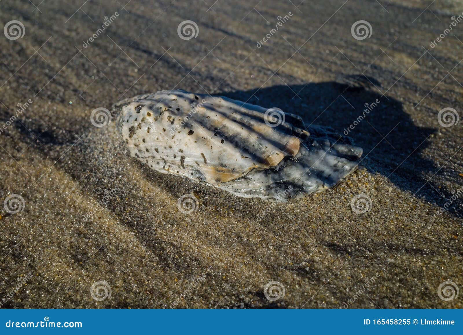 Seashell on a Windswept Atlantic Ocean Beach in the Late Afternoon Sun ...