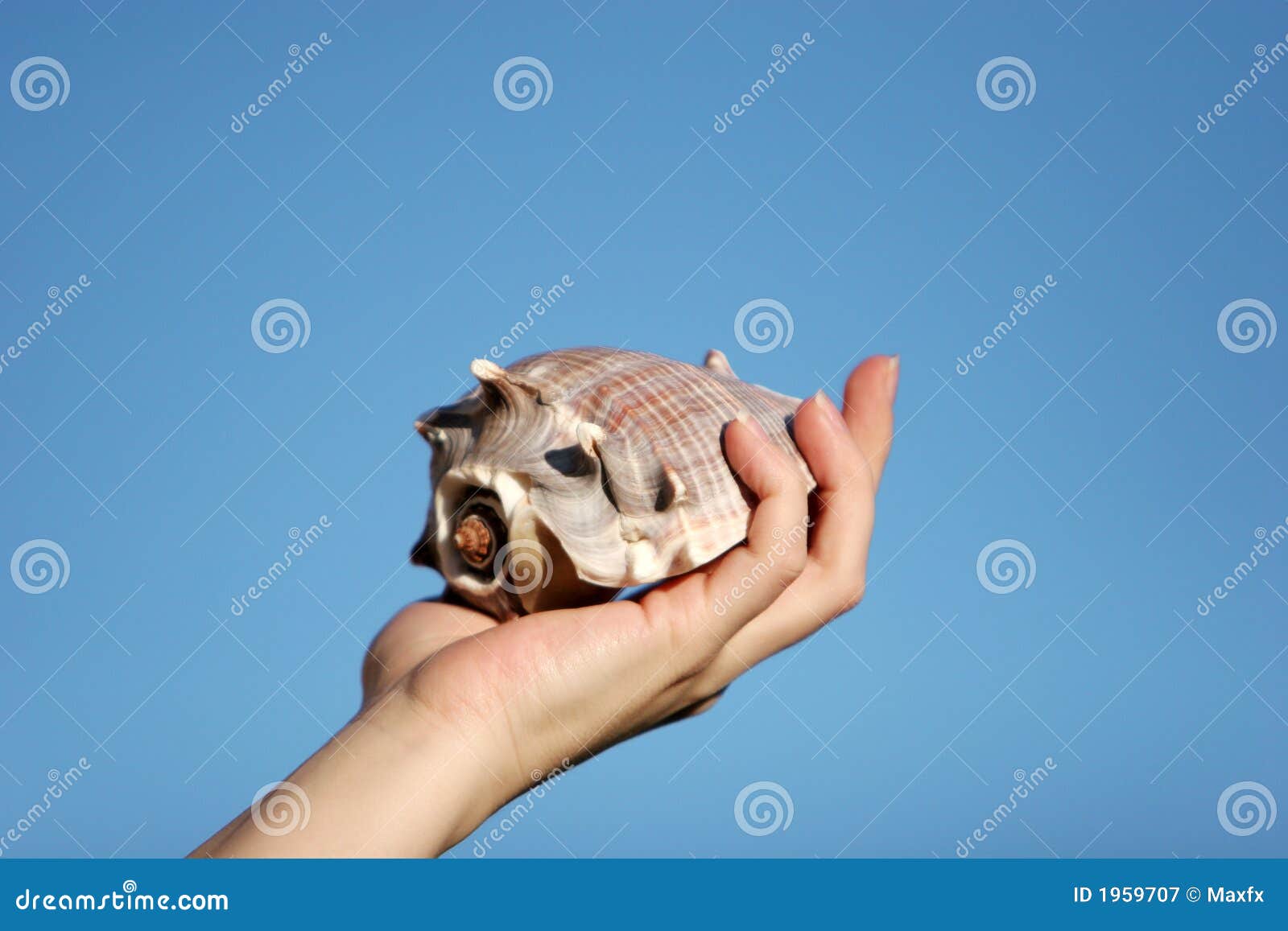 Seashell in woman s hand stock image. Image of holding - 1959707