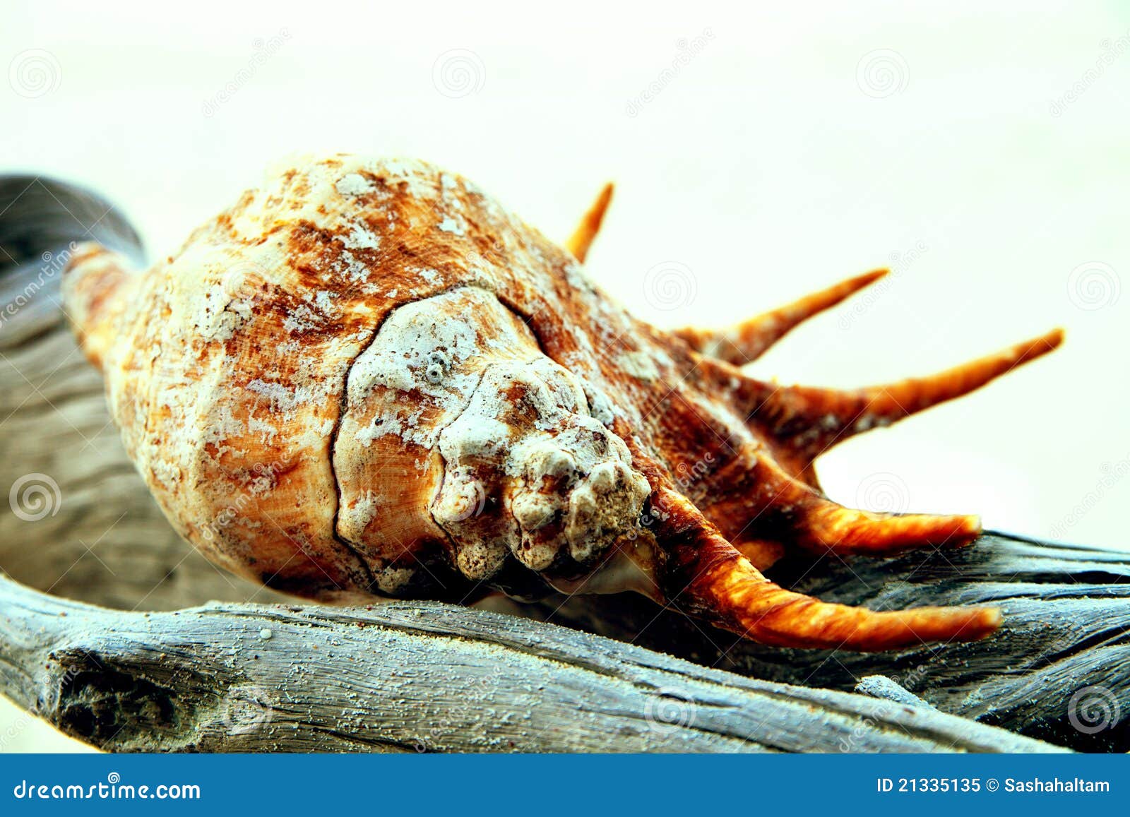 Seashell on a wood stock image. Image of calmness, relax - 21335135