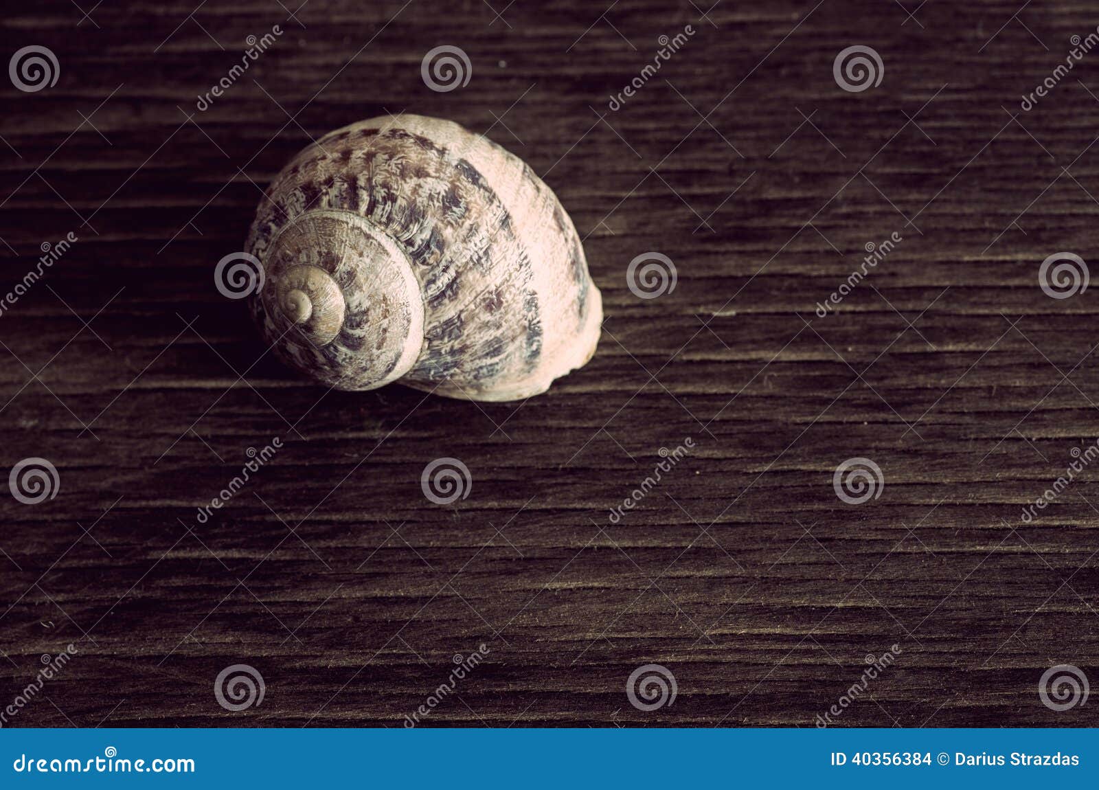 Seashell on wood stock photo. Image of still, timber - 40356384
