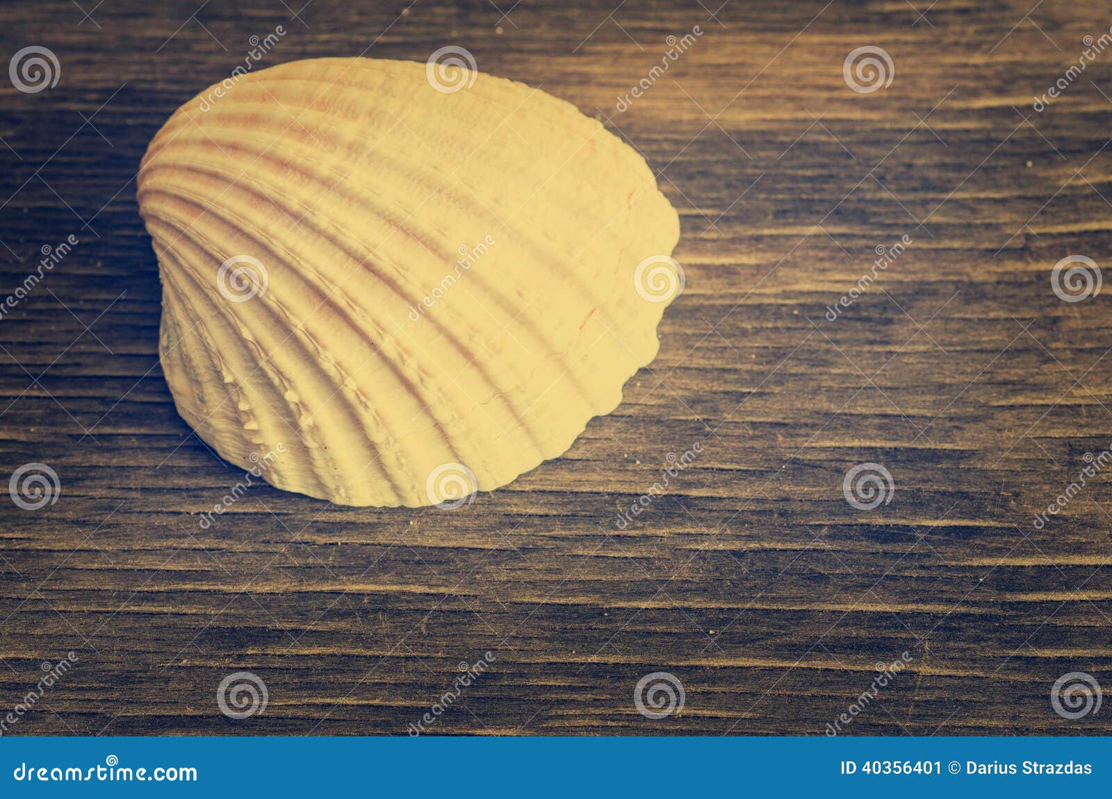 Seashell on wood stock image. Image of decorative, details - 40356401