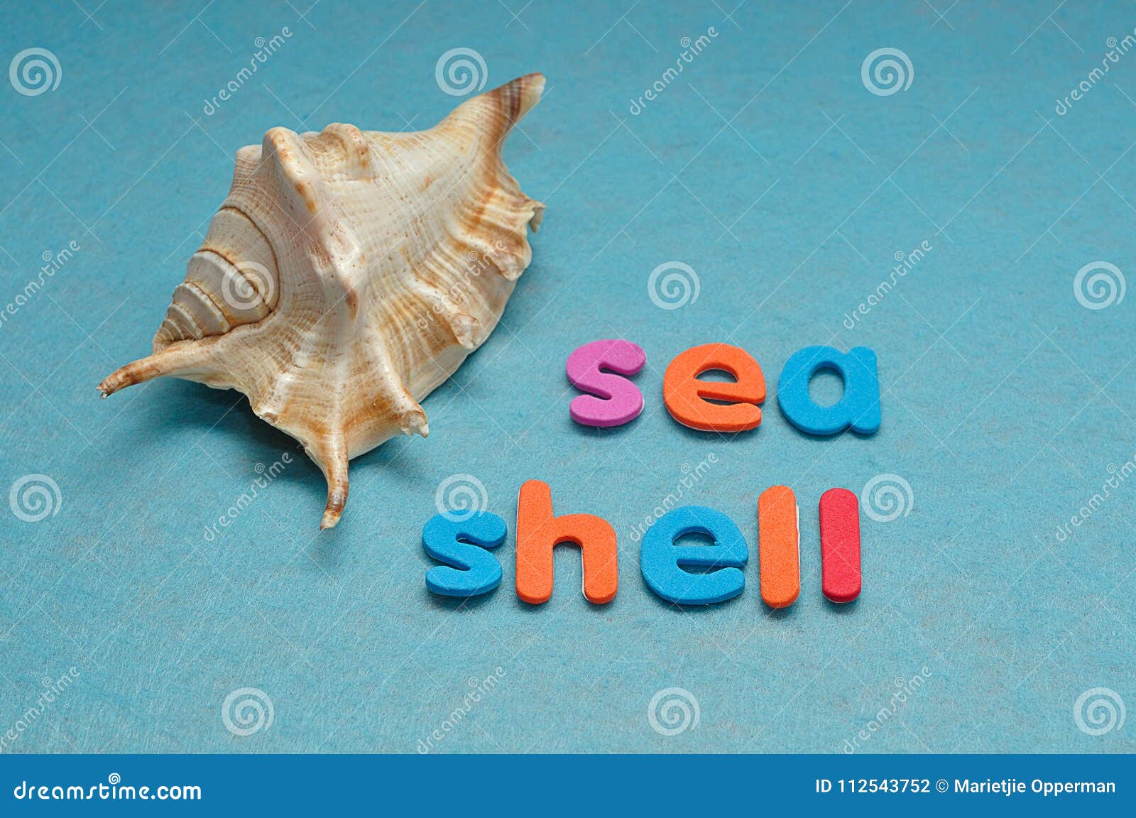 A Seashell with the Word Sea Shell Stock Photo - Image of life, nature ...