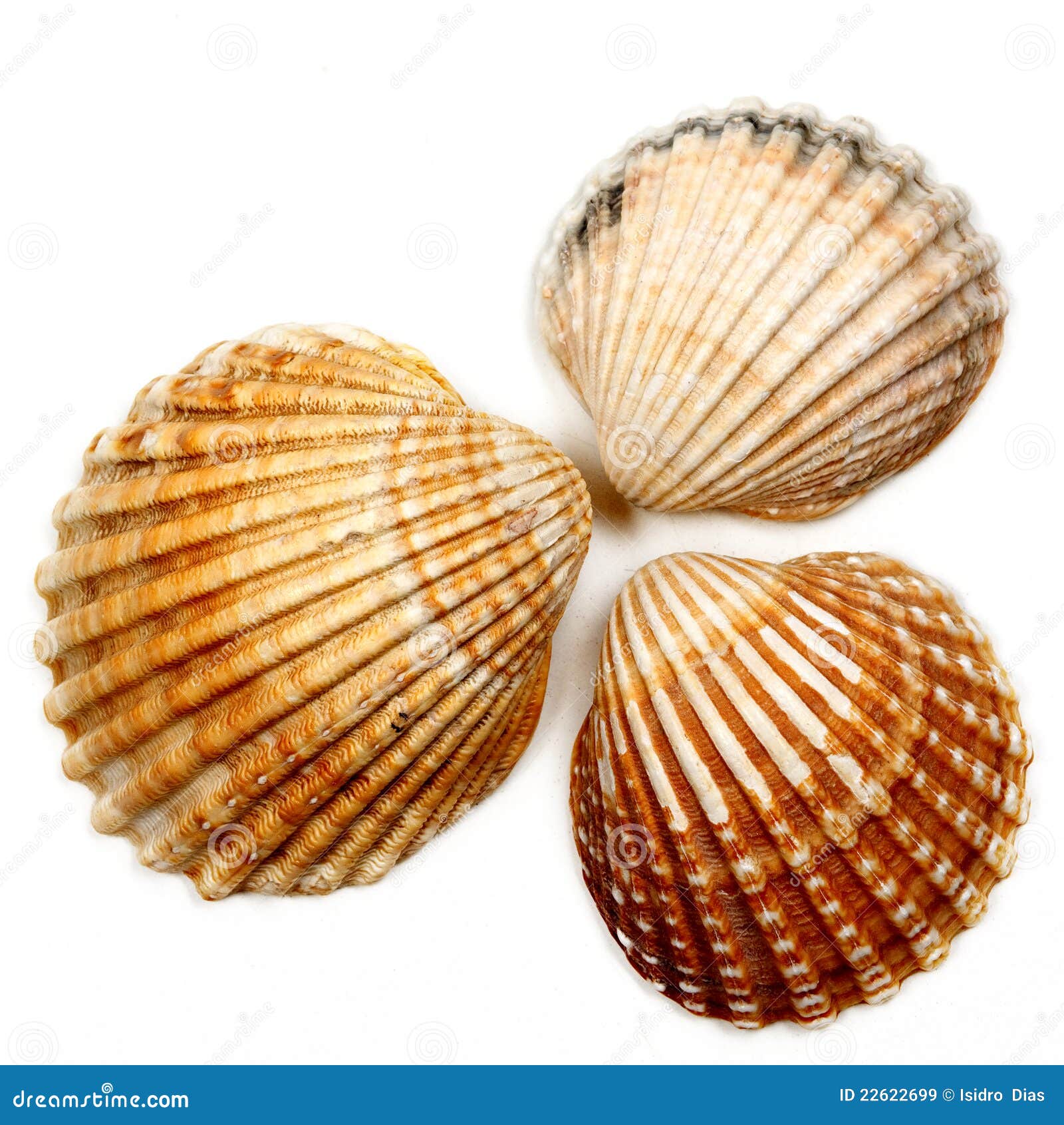 Seashells 04 stock image. Image of heaven, life, tropical - 22622699