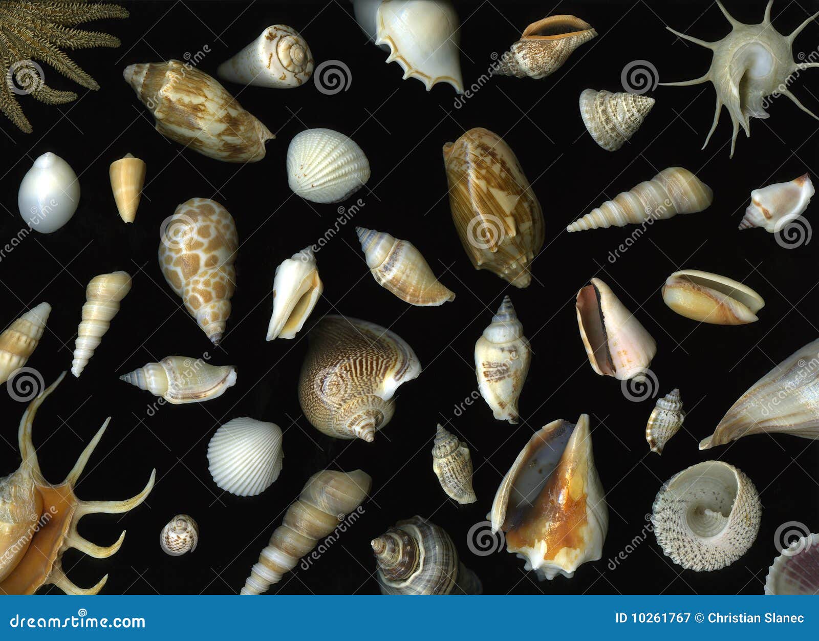 Seashells stock image. Image of shell, collection, detail - 10261767