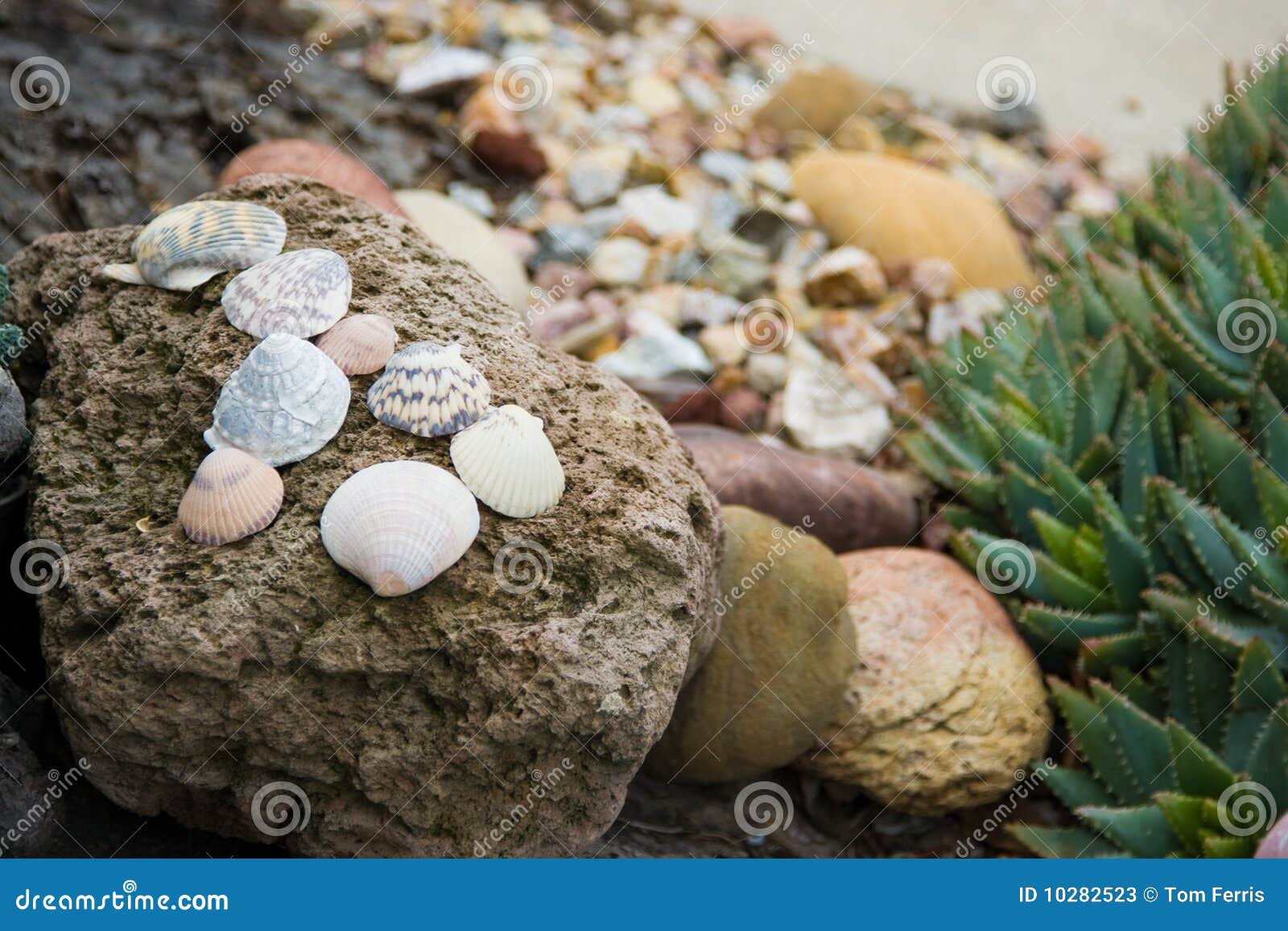 Seashells stock image. Image of coast, pebbles, environment - 10282523