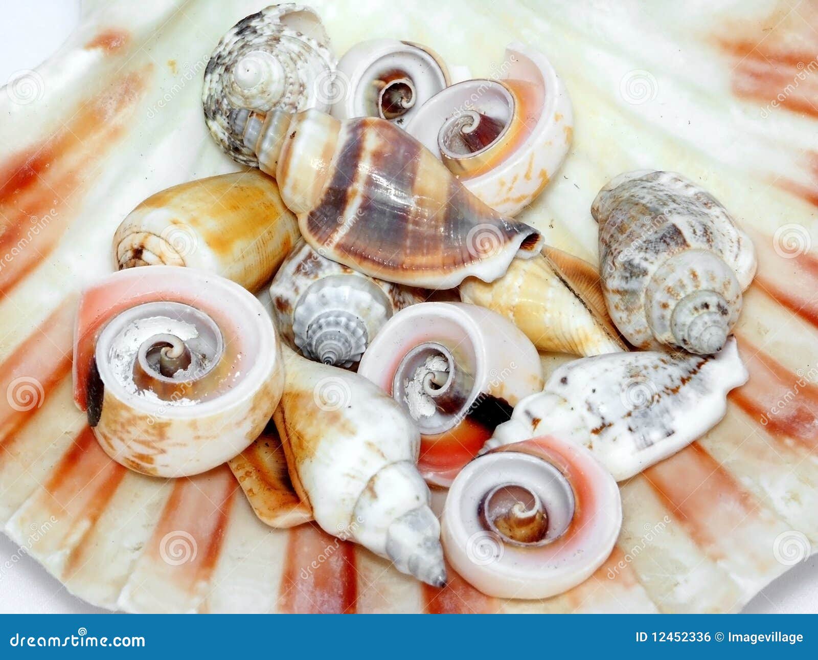 Seashells stock photo. Image of marine, group, nature - 12452336