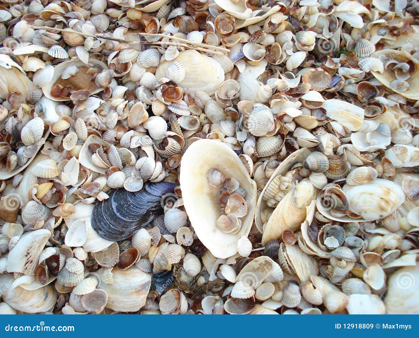 Seashells stock image. Image of black, shells, ocean - 12918809
