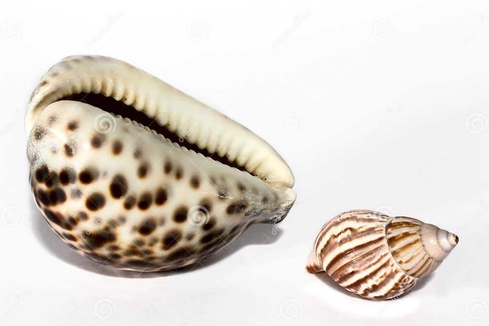 The seashells stock photo. Image of nature, conch, shiny - 13021606