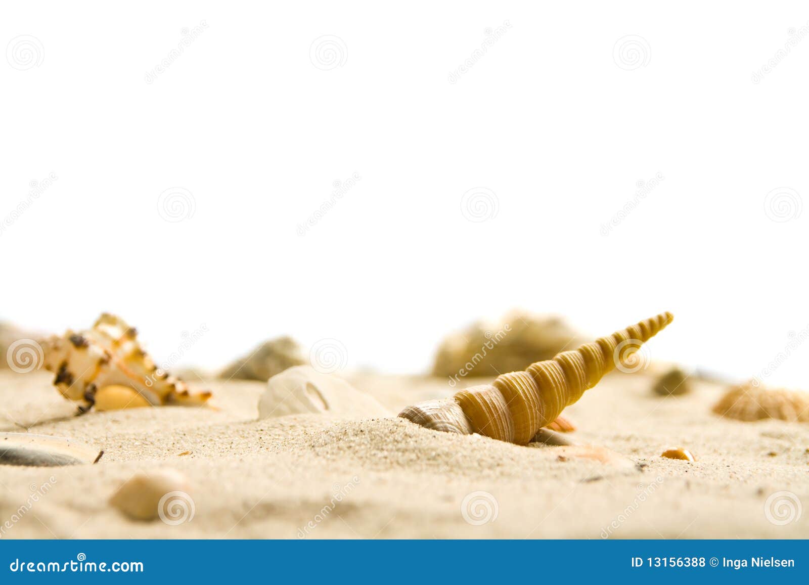 Seashells stock photo. Image of detail, background, slugs - 13156388