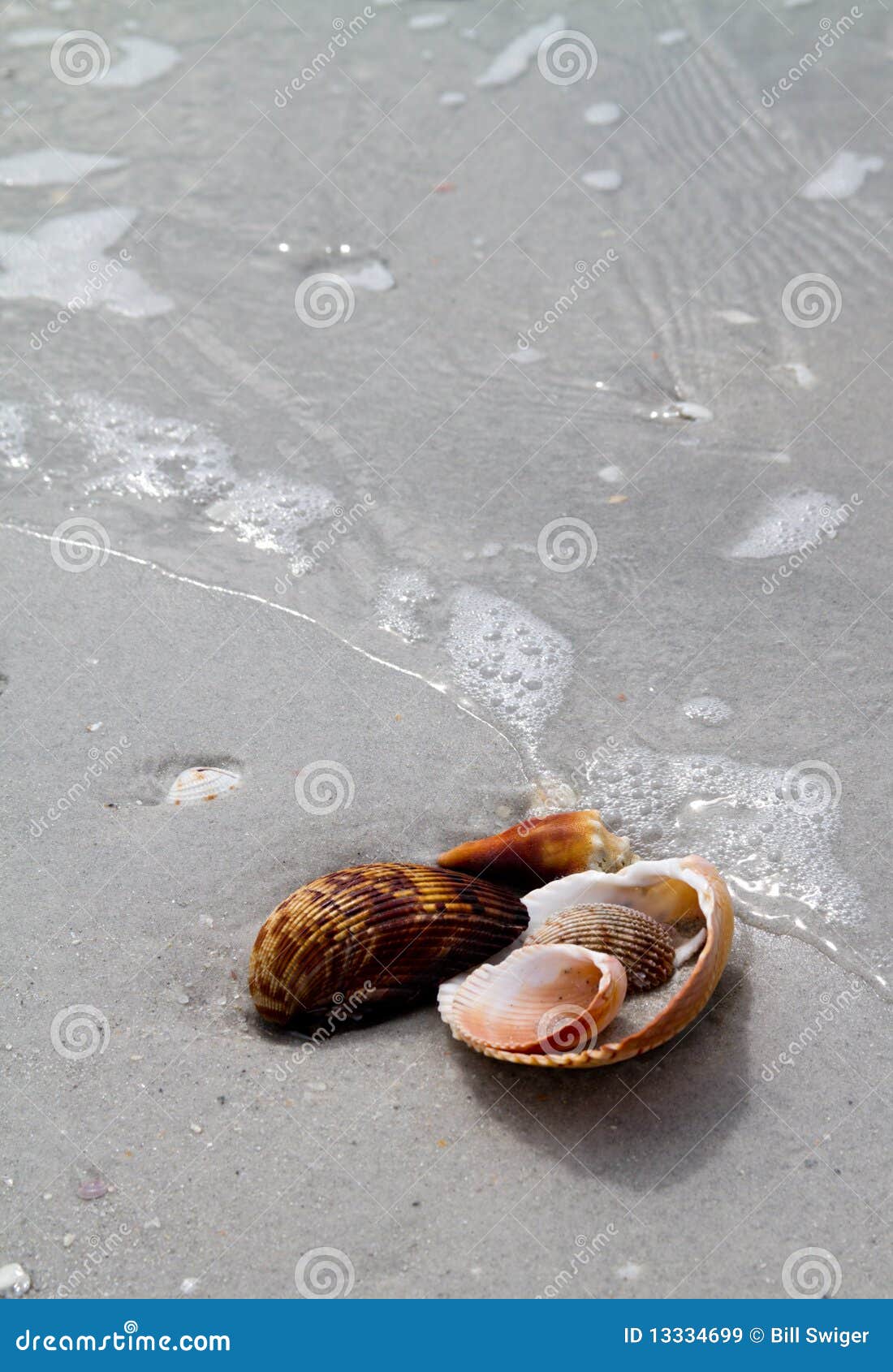 Lettered Olive Shell In Sand Stock Photography | CartoonDealer.com ...