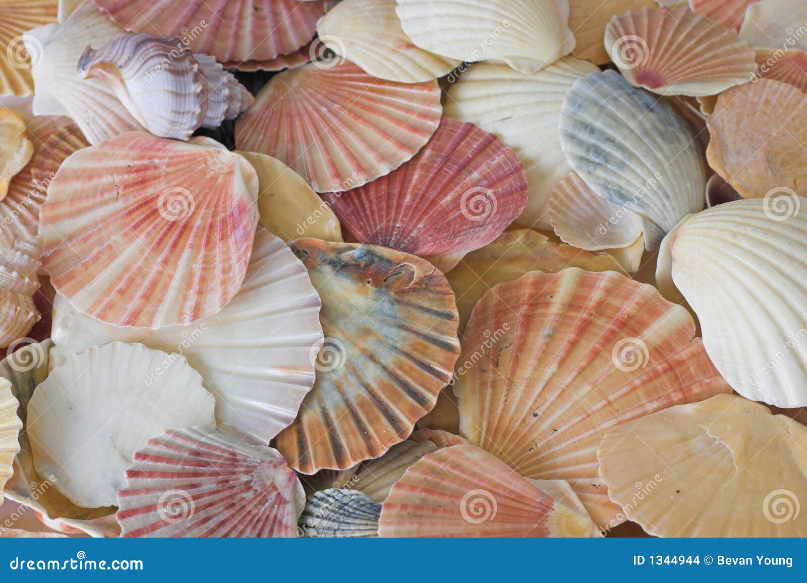 Seashells stock photo. Image of coast, seashore, hard - 1344944