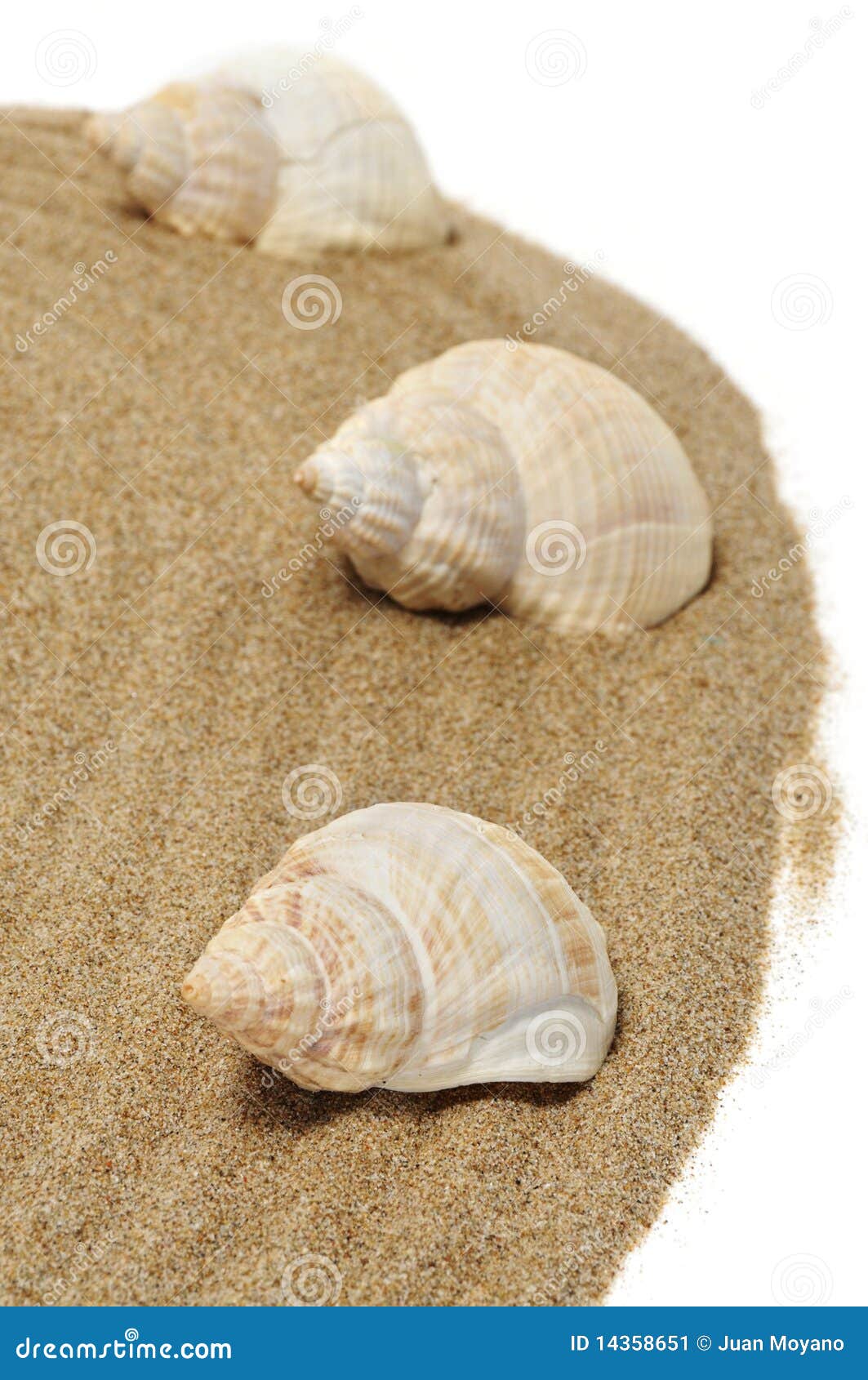 Seashells stock image. Image of brown, colorful, conchs - 14358651