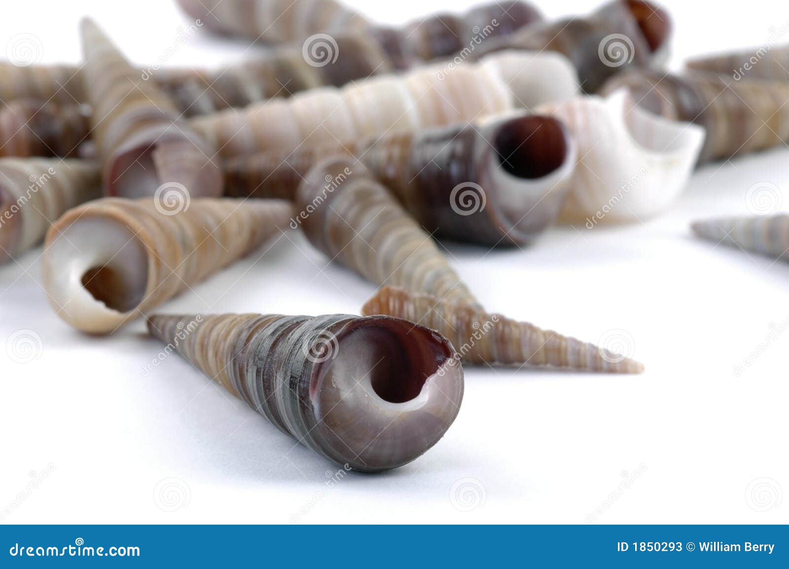 Seashells stock image. Image of marine, beach, aquatic - 1850293