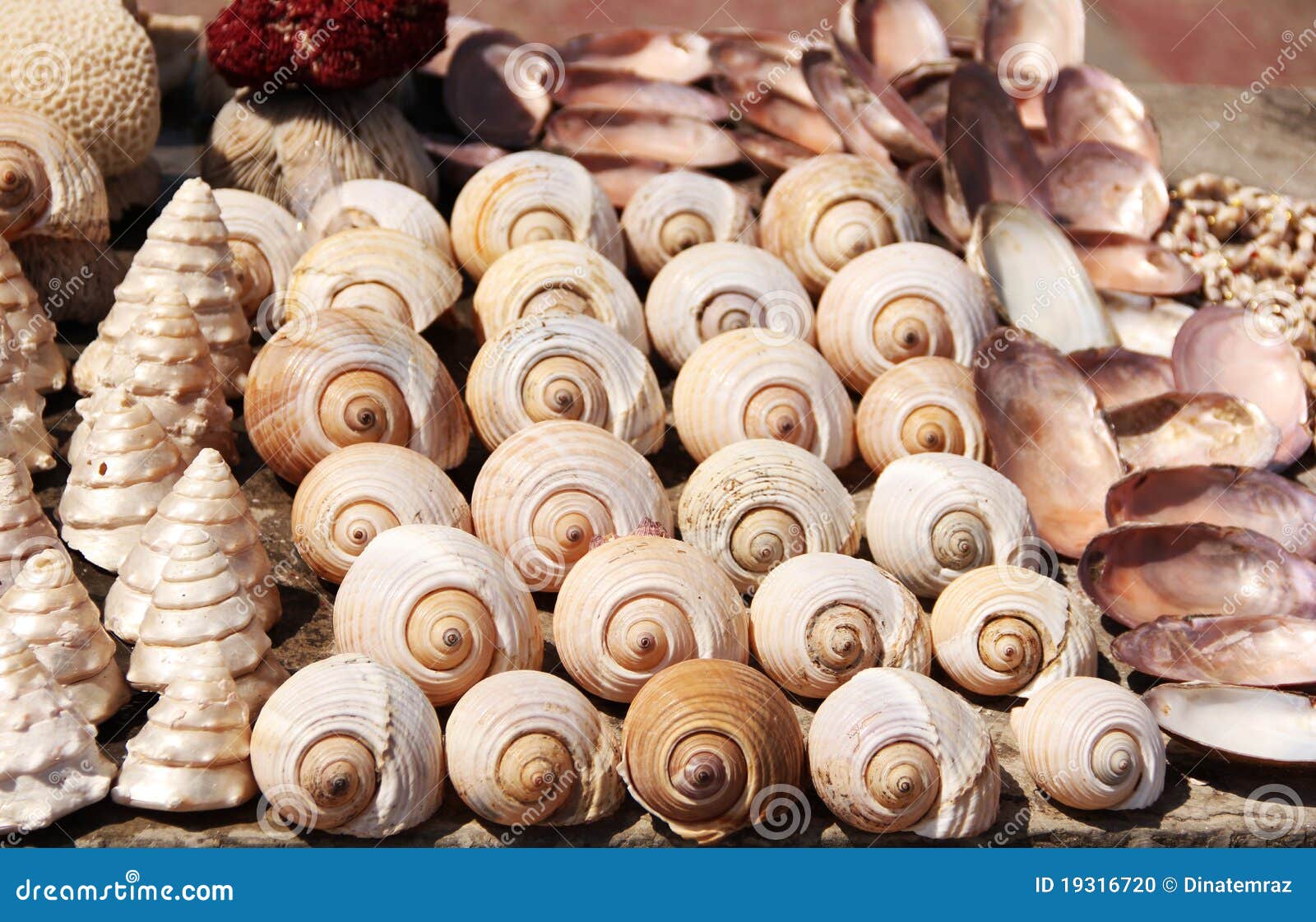 Seashells stock photo. Image of color, collection, ecology - 19316720