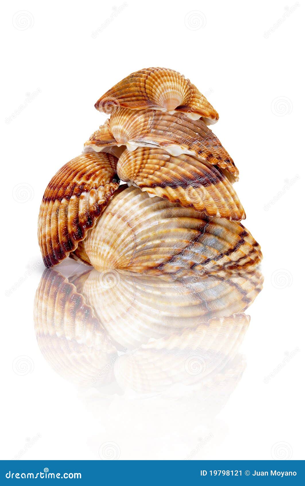 Seashells imagen de archivo. Imagen de blanco, forma - 19798121