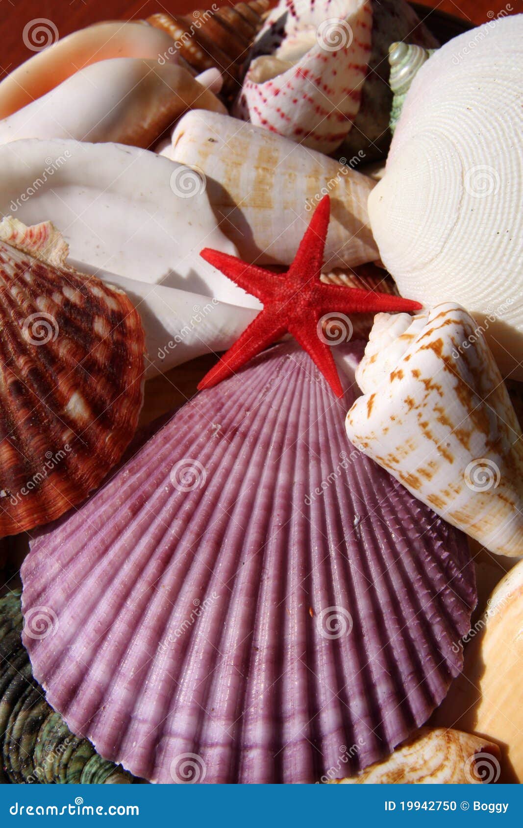 Seashells stock photo. Image of shells, animals, seastar - 19942750
