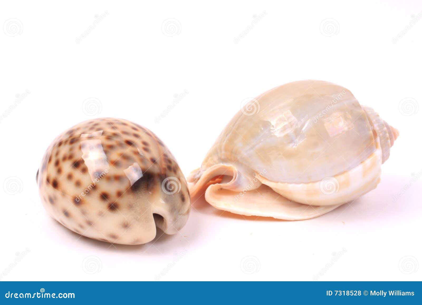 Seashells 2 stock photo. Image of cowrie, life, reflection - 7318528