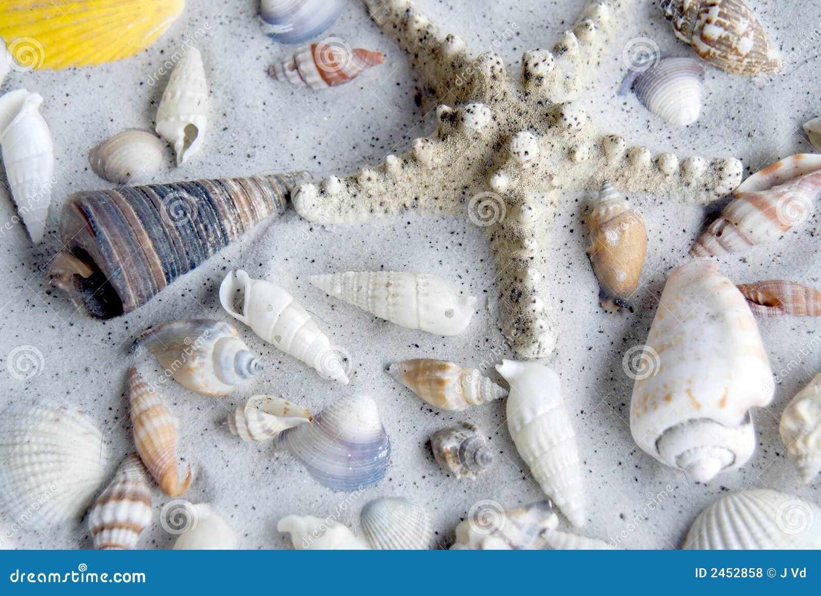 Seashells stock photo. Image of ocean, curve, paradise - 2452858