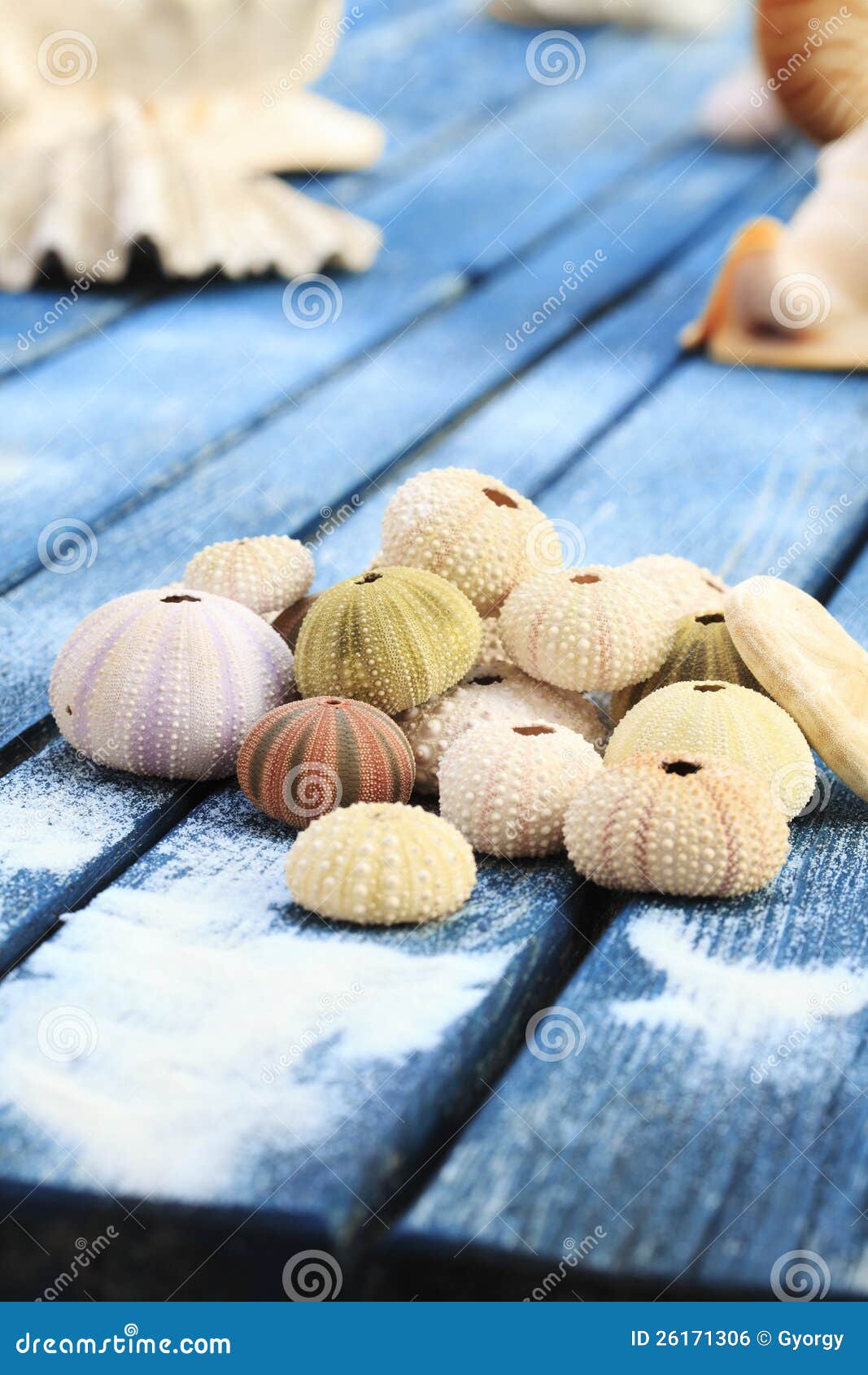 Seashells stock photo. Image of objects, multi, shell - 26171306