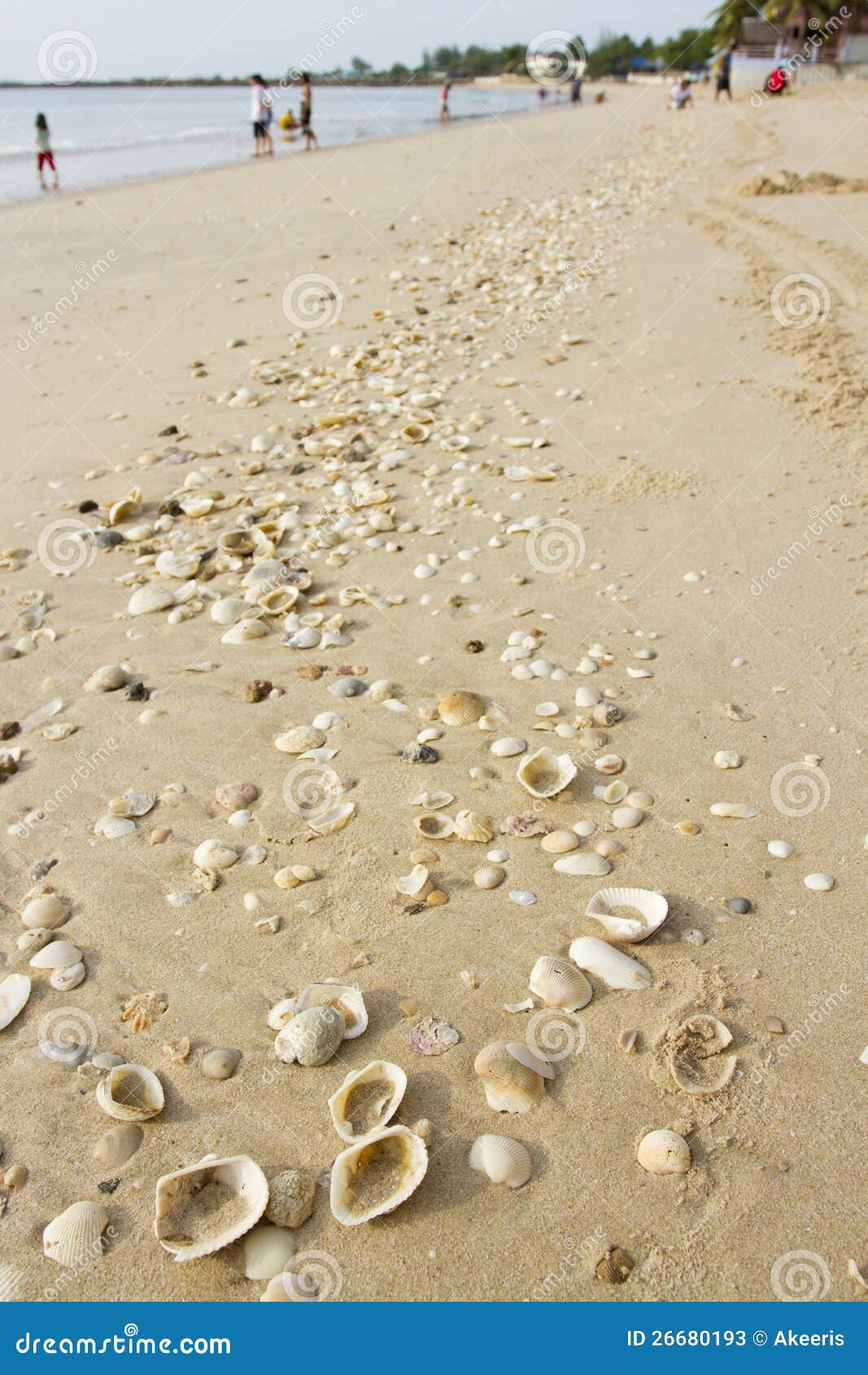 Seashells stock image. Image of beach, background, marine - 26680193