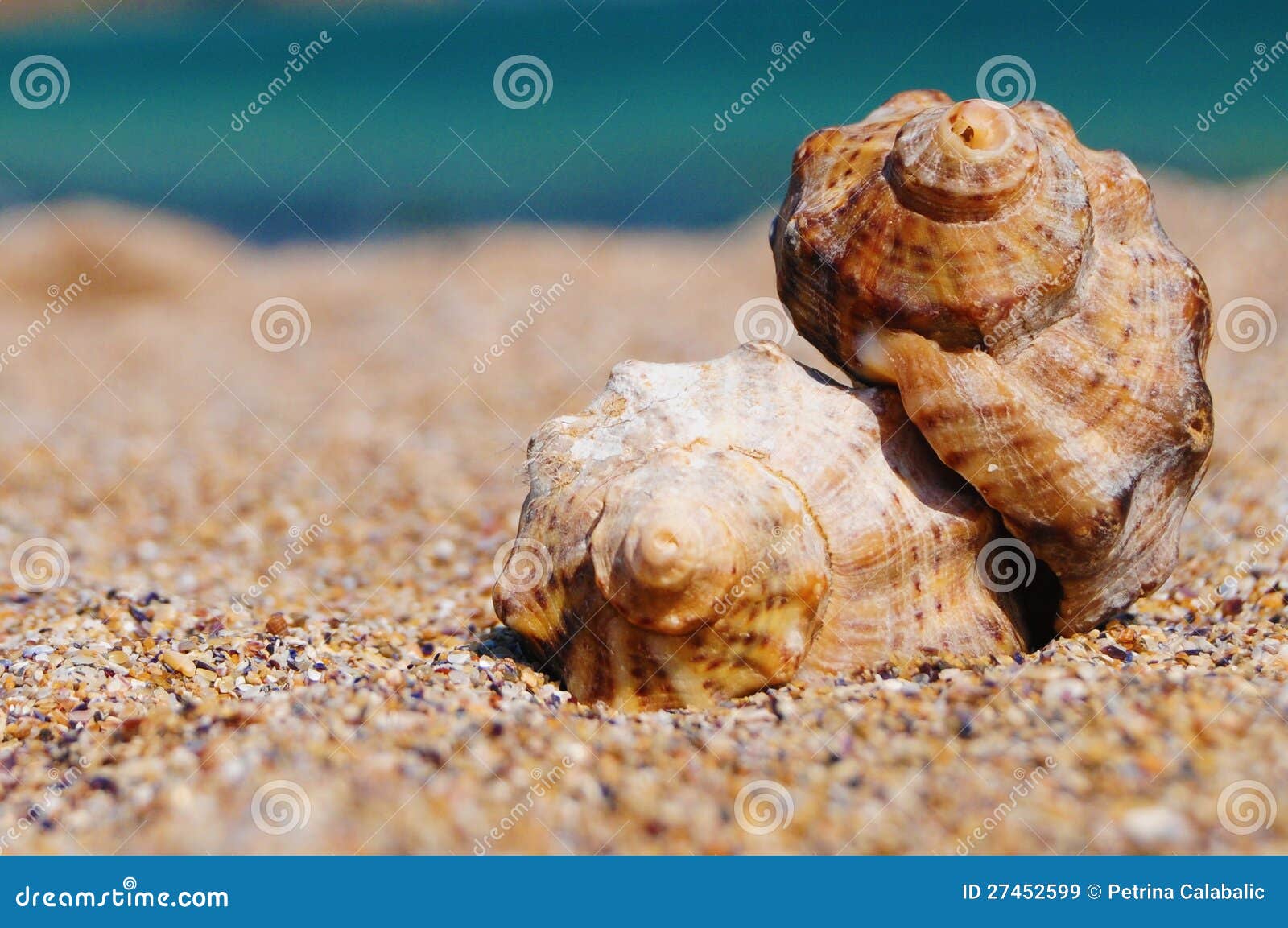 Seashells stock image. Image of beach, mollusks, gastropod - 27452599