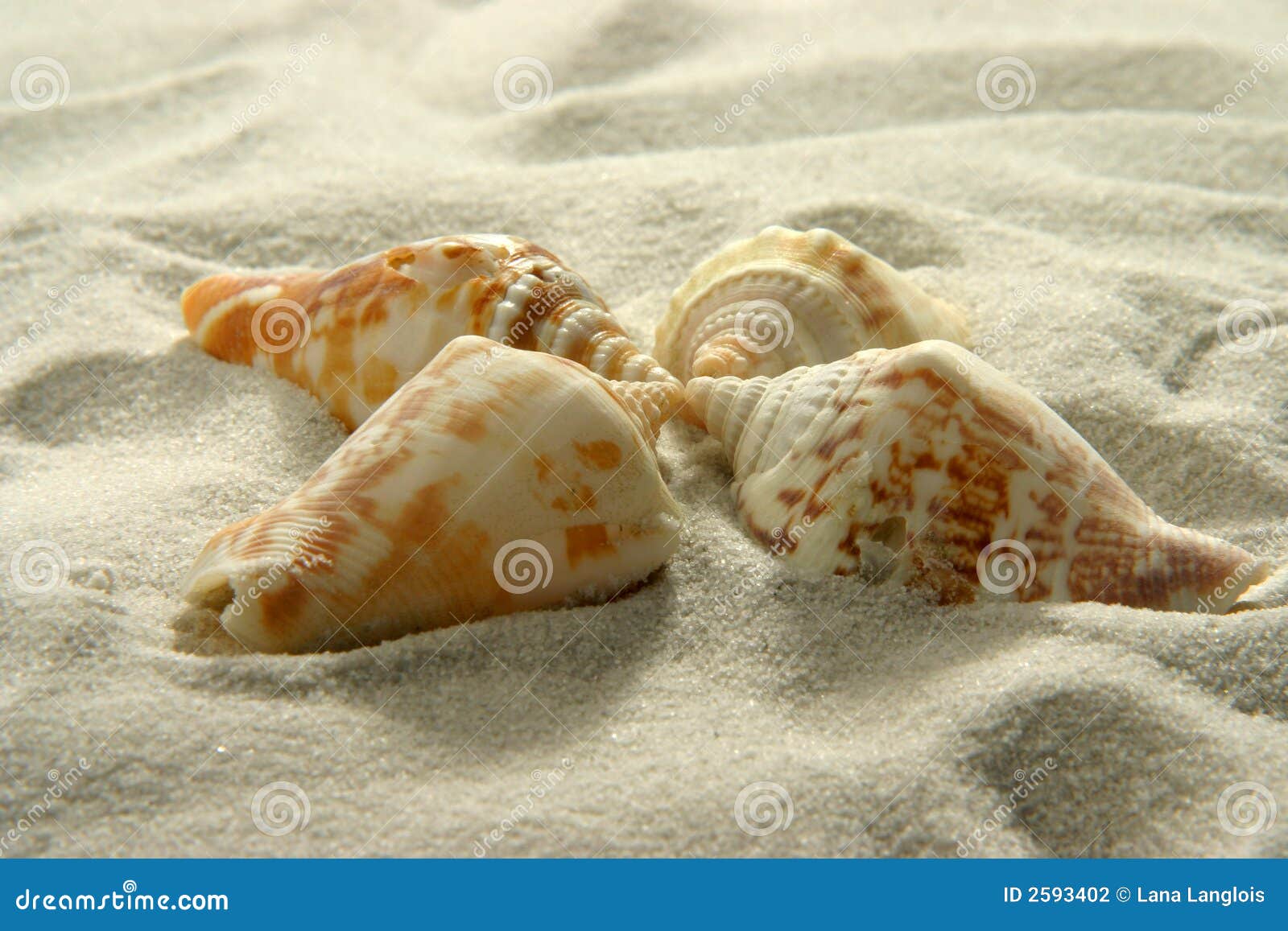 Seashells (3) stock photo. Image of exotic, marine, life - 2593402