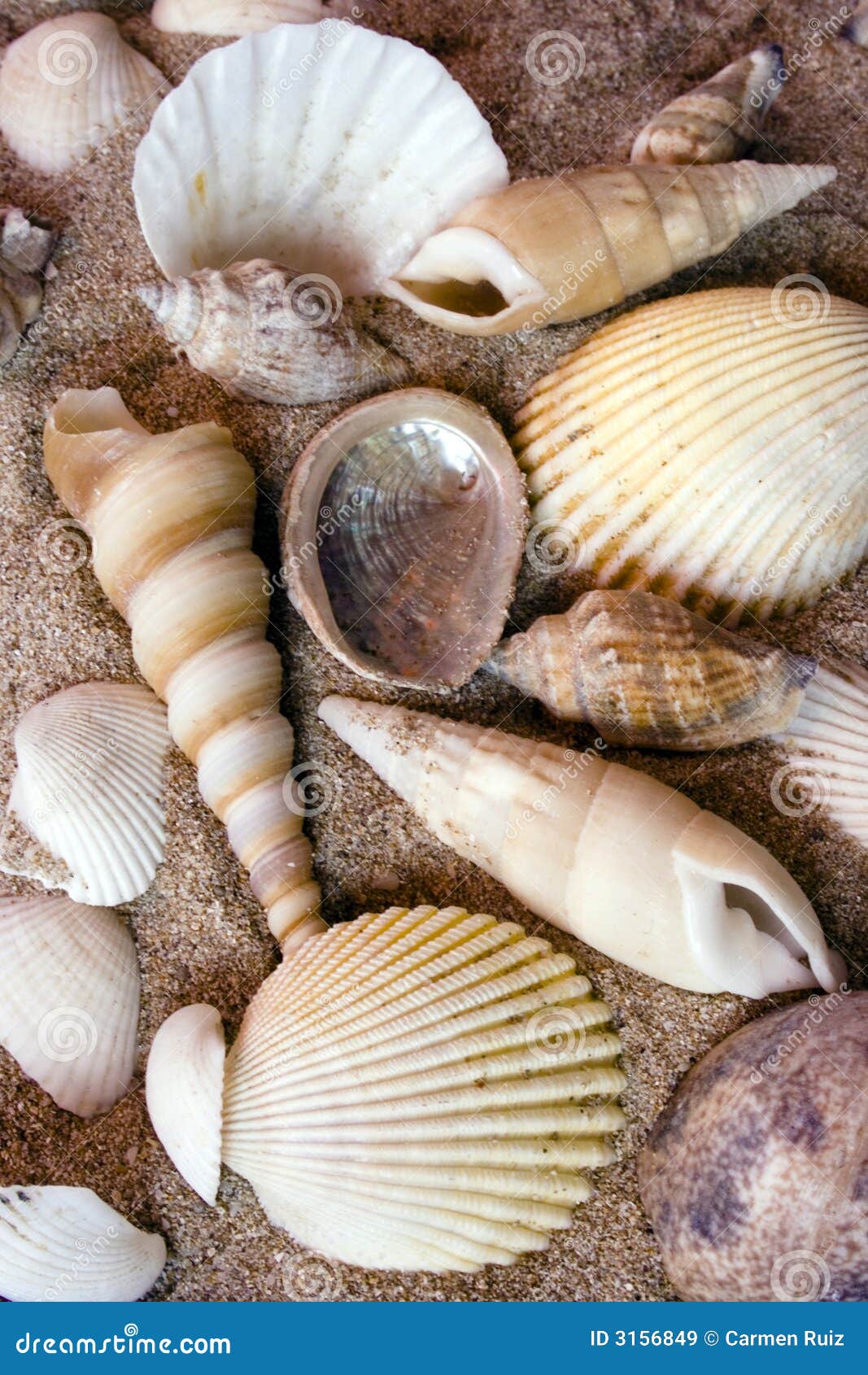 Seashells stock image. Image of marine, wilderness, background - 3156849