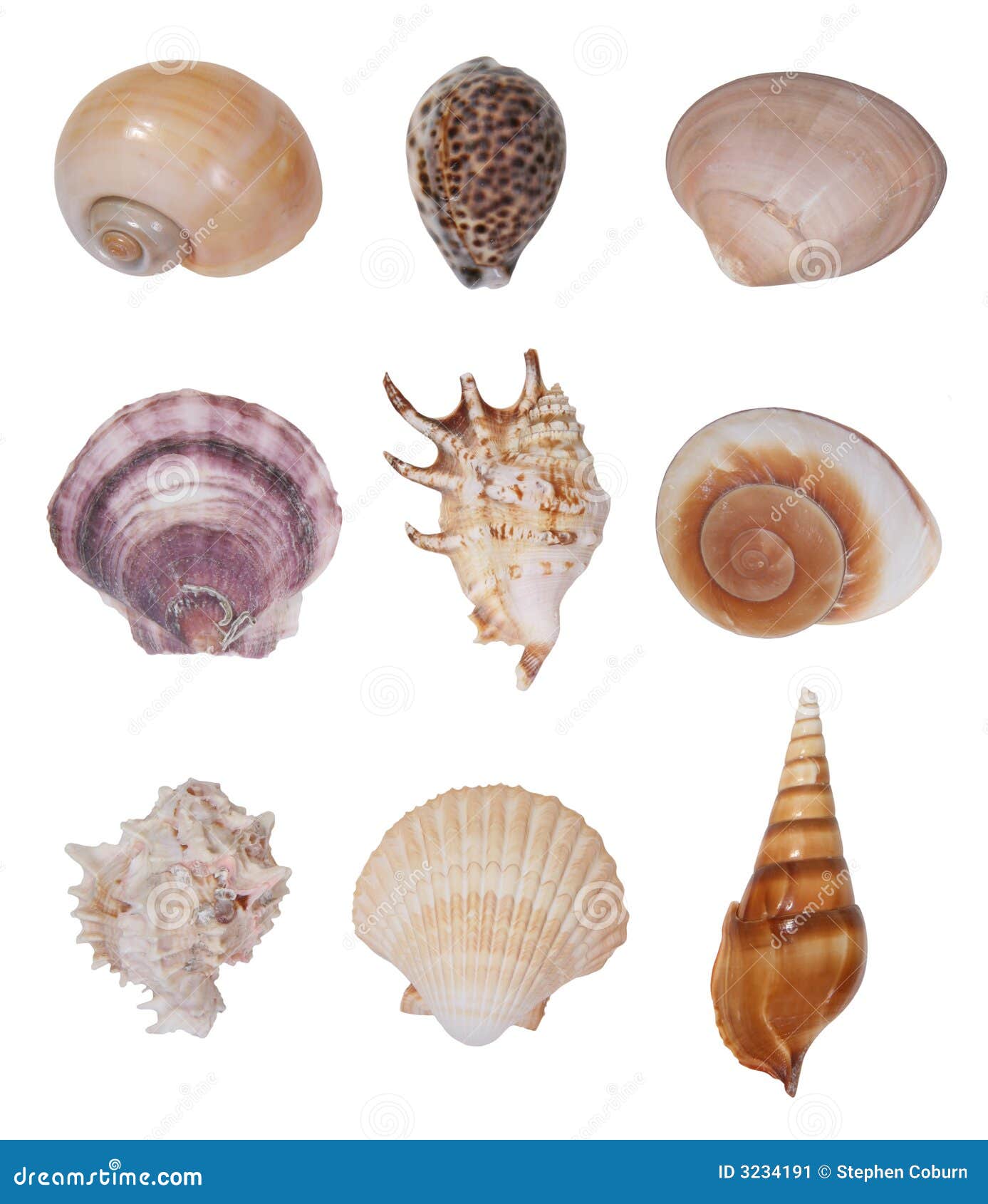 Seashells stock image. Image of nature, colorful, sealife - 3234191