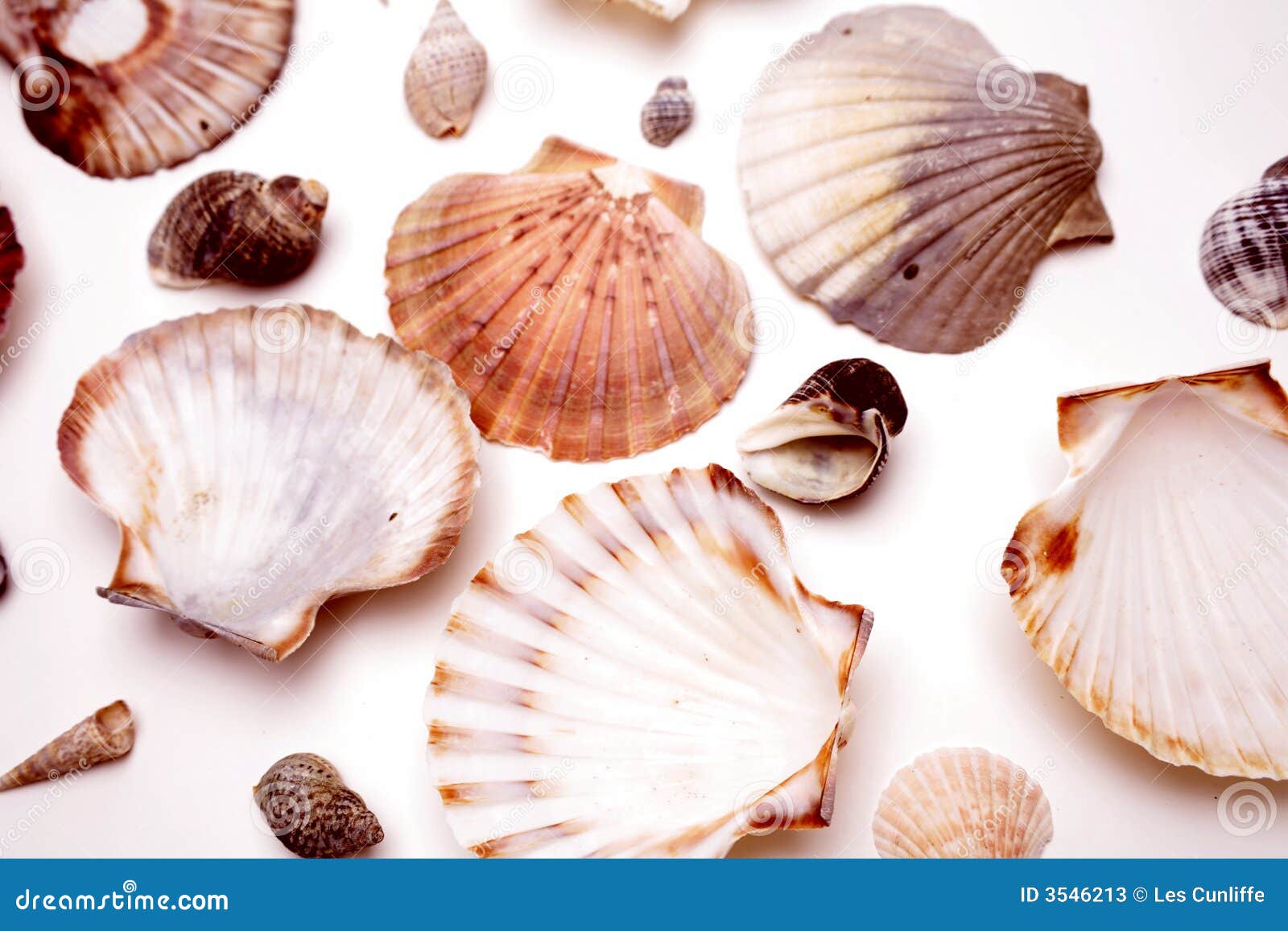Seashells stock image. Image of studio, ocean, macro, seashells - 3546213