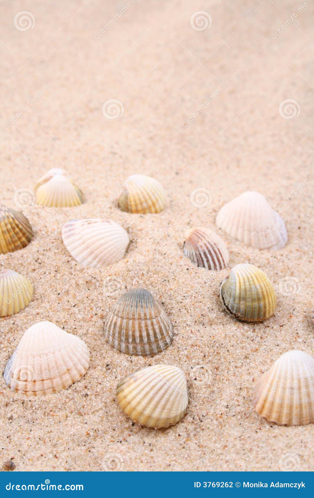Seashells stock photo. Image of summertime, seashells - 3769262
