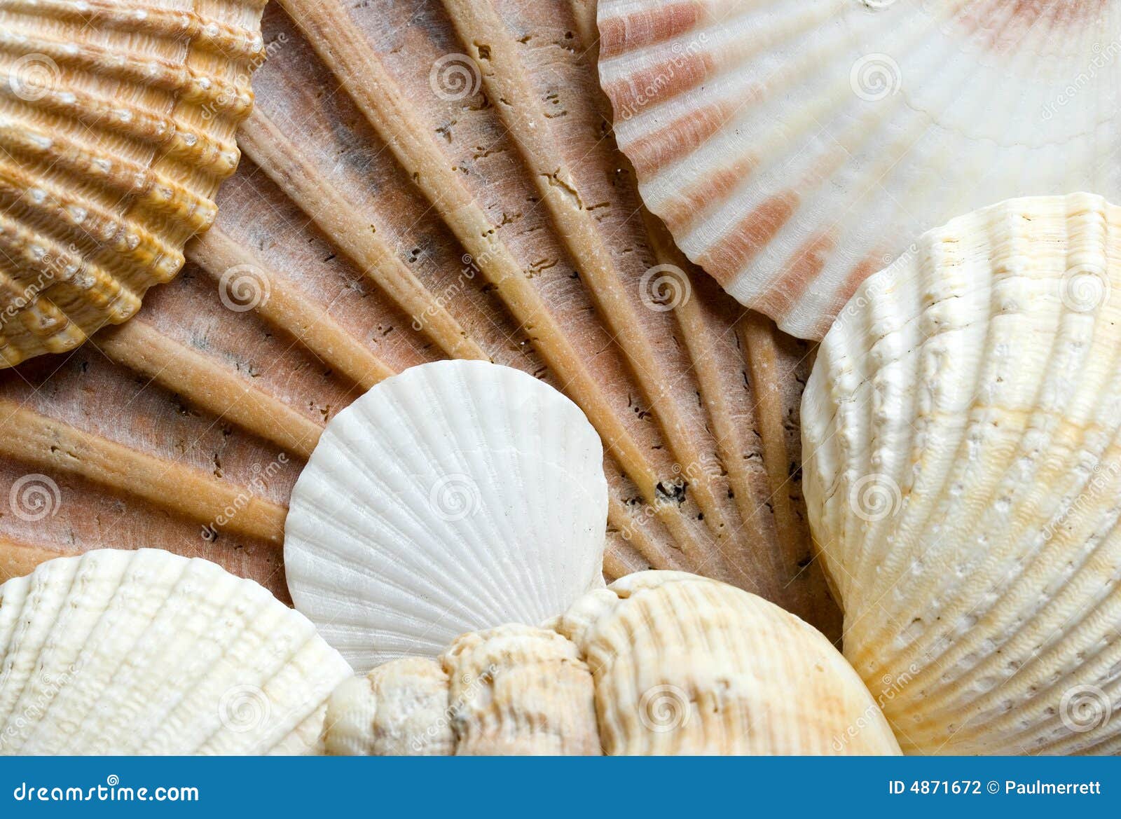 Seashells stock photo. Image of summer, ocean, shellfish - 4871672